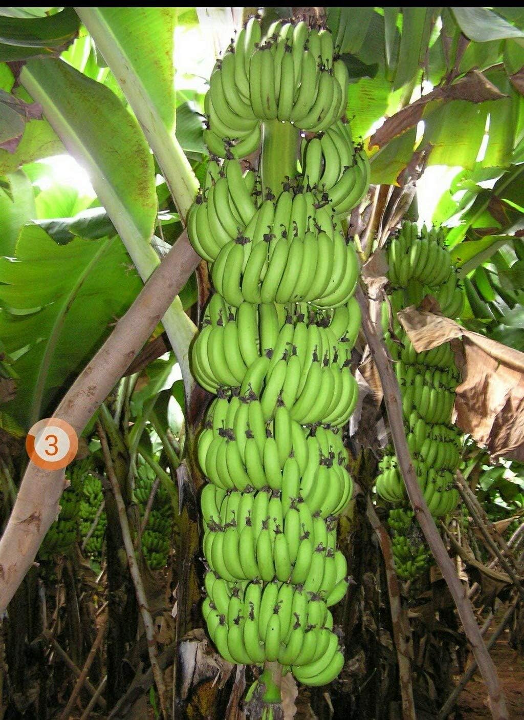 M-Tech Gardens 10 Dwarf Cavendish Banana seeds Edible sweet and juicy ...