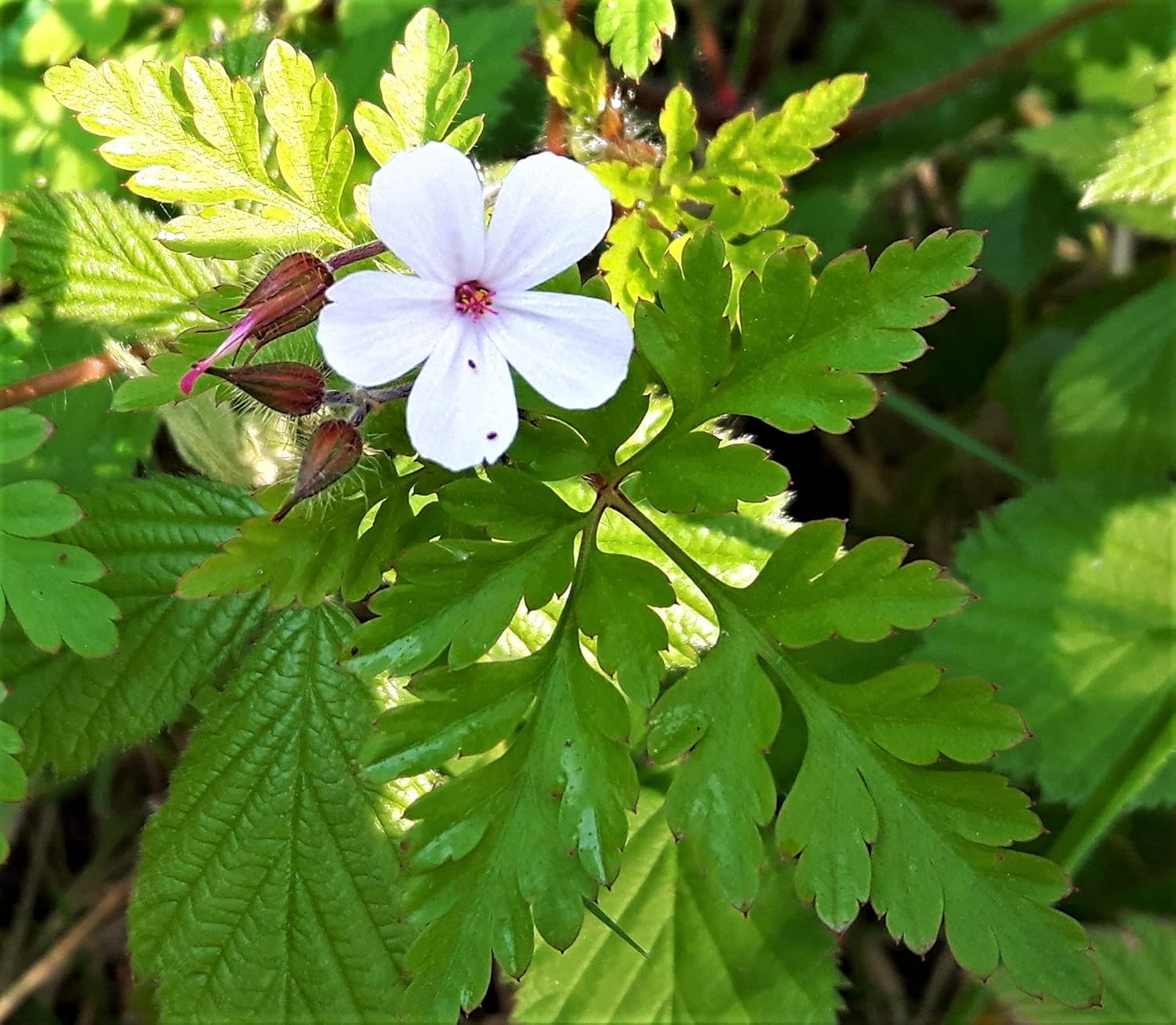 cornwall plants Geranium ROBERTIANUM ALBA White CRANESBILL HERB Robert ...