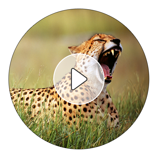 Cheetah Sound - App on Amazon Appstore