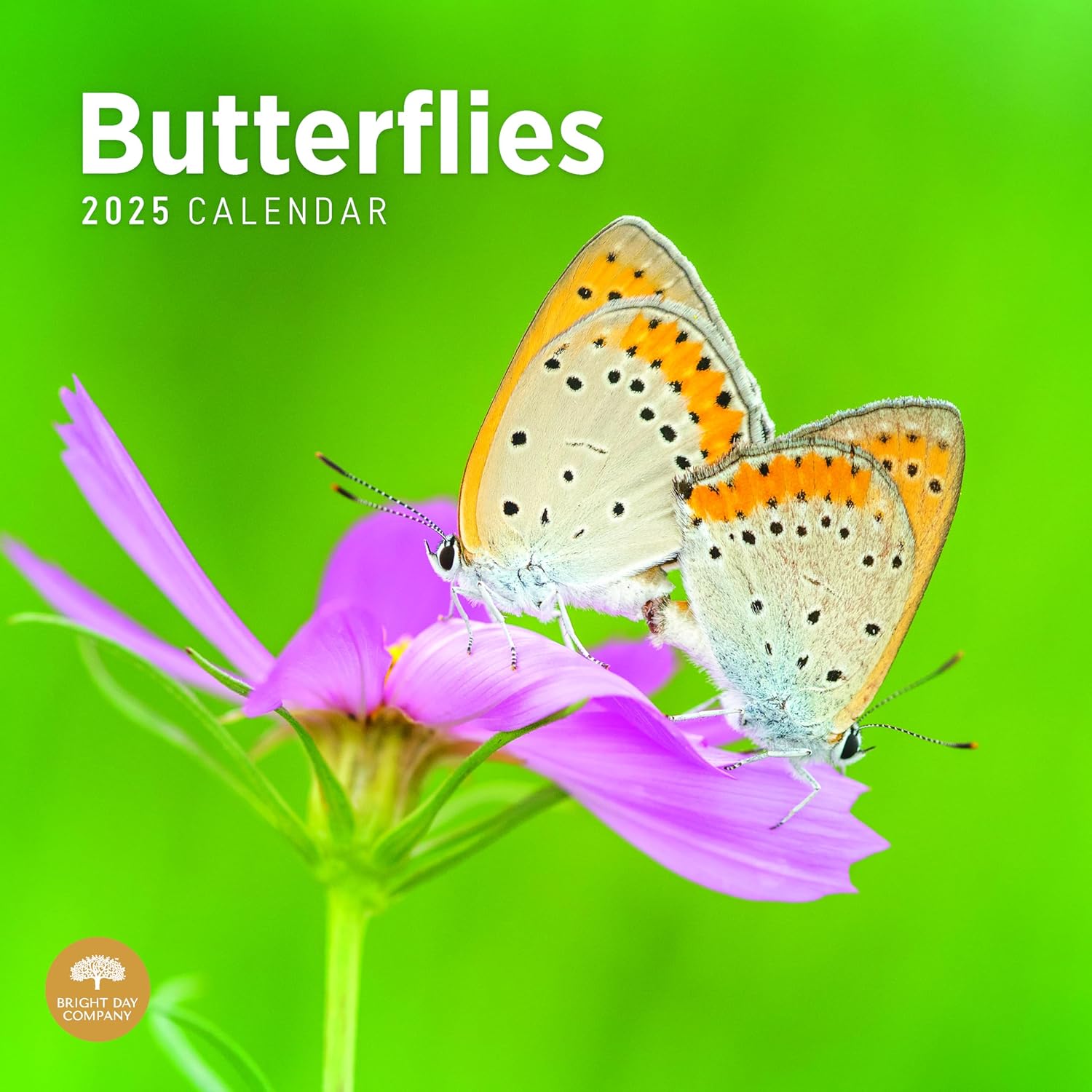 2025 Butterflies Monthly Wall Calendar by Bright Day, 12 x 12 Inch Cute ...