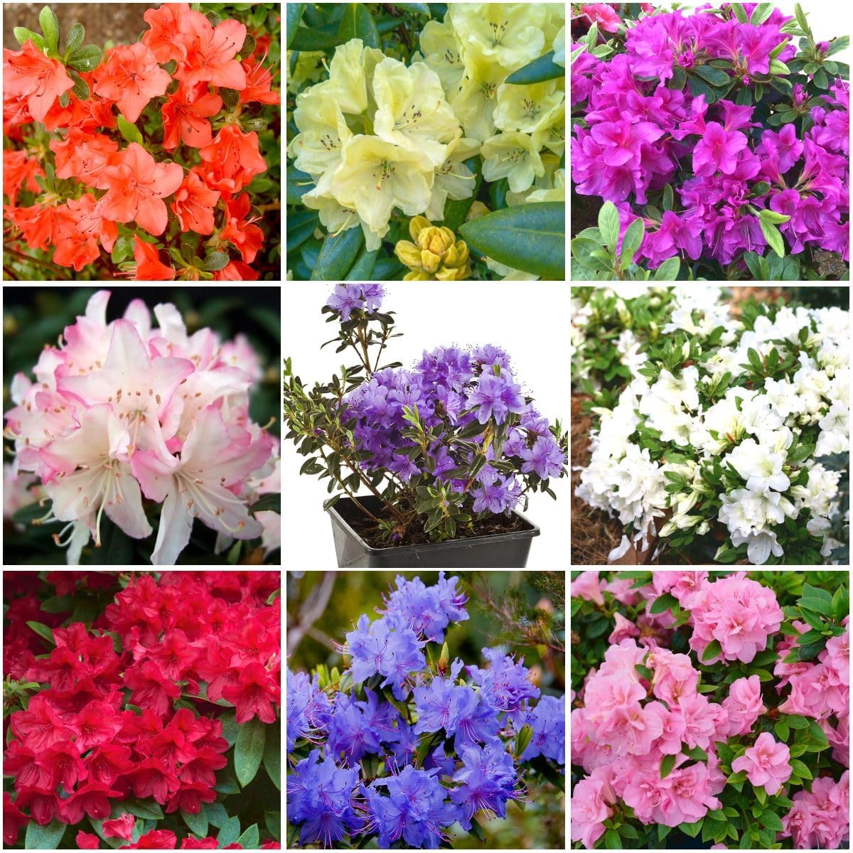 GrowOn Shrubs [x8] Dwarf Rhododendron and Japanese Azalea Collection ...