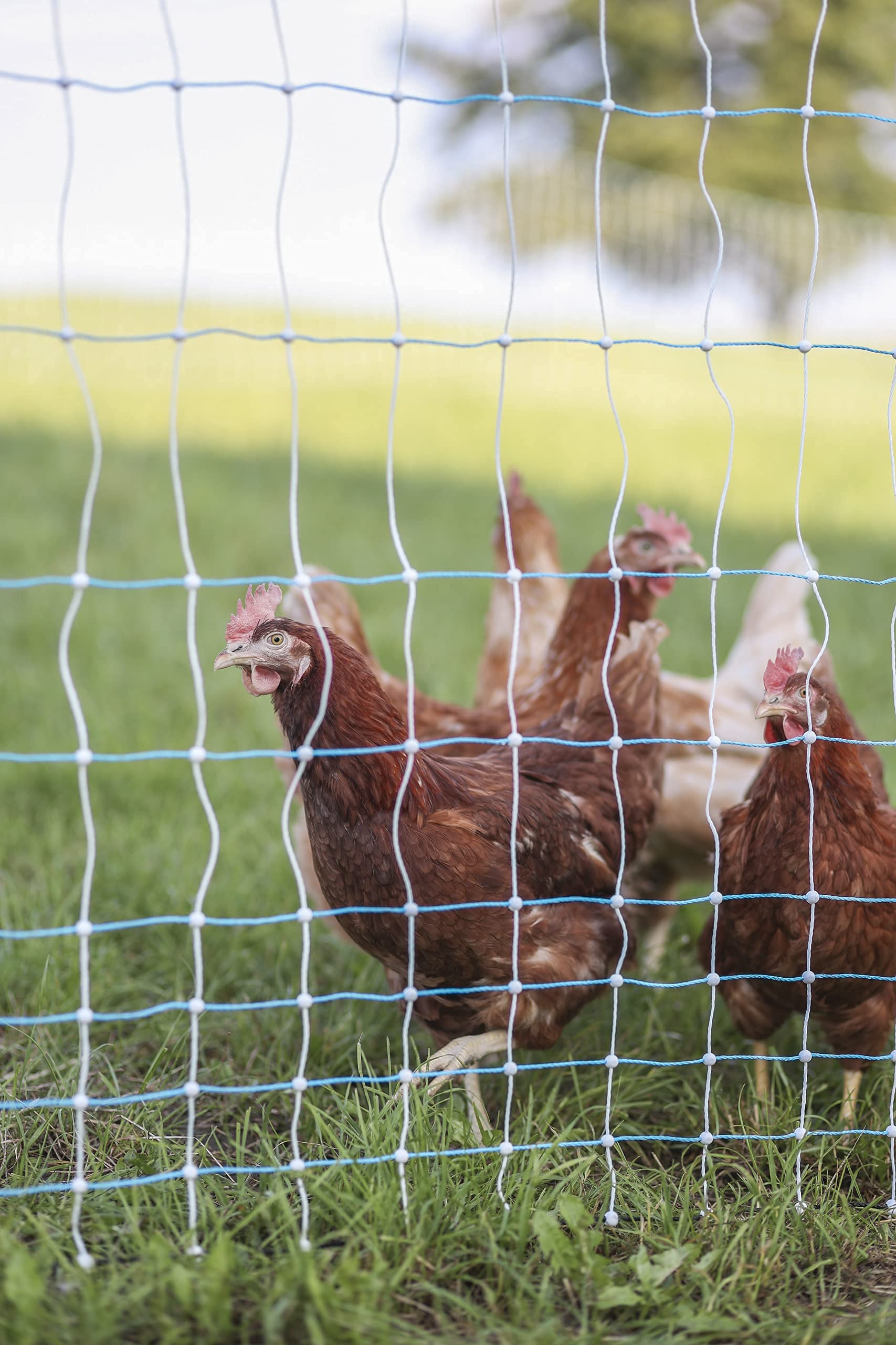 Electric Chicken Fence Ideas Electric Poultry Fencing Frequently