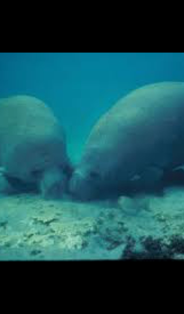 Manatee Wallpaper -- HD Wallpapers of Manatees! - App on Amazon Appstore