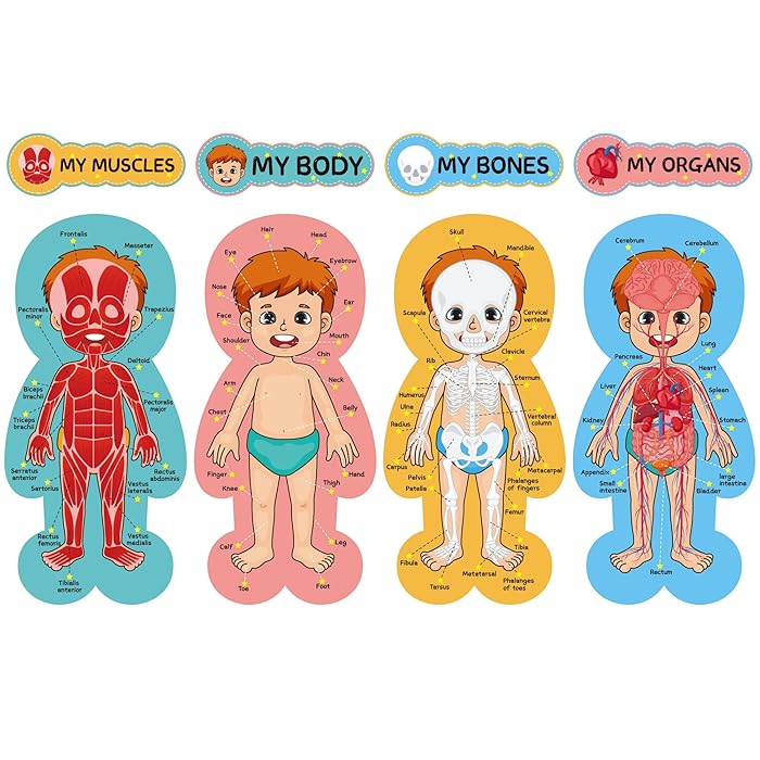 Buy Human Body Bulletin Board Set Child Size Human Body Educational 