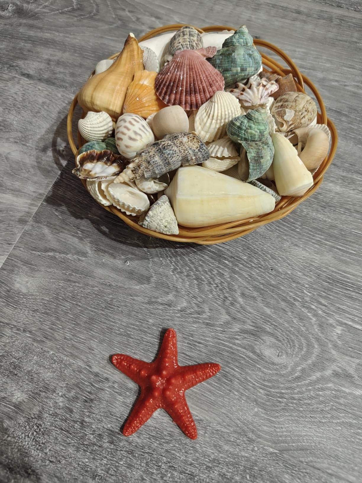 500G Shell Conch Ocean Decor Fish Tank Decor Natural Shells Crafts ...