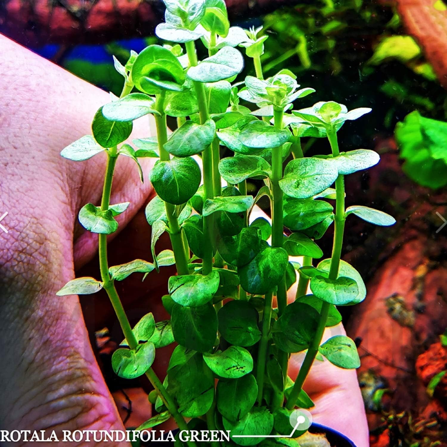 Amazon.com: Rotala Rotundifolia Green Potted Stems Live Aquarium Plants ...