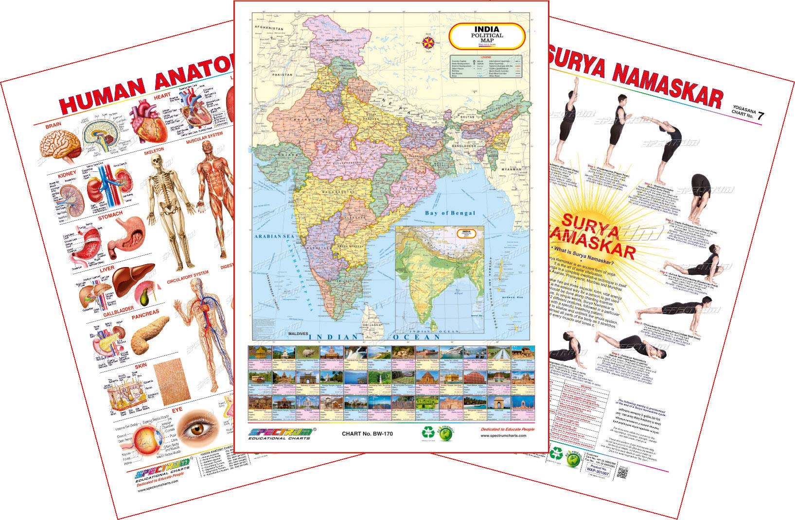 Spectrum Educational Large Wall Charts Set Of 3 Human Anatomy ...
