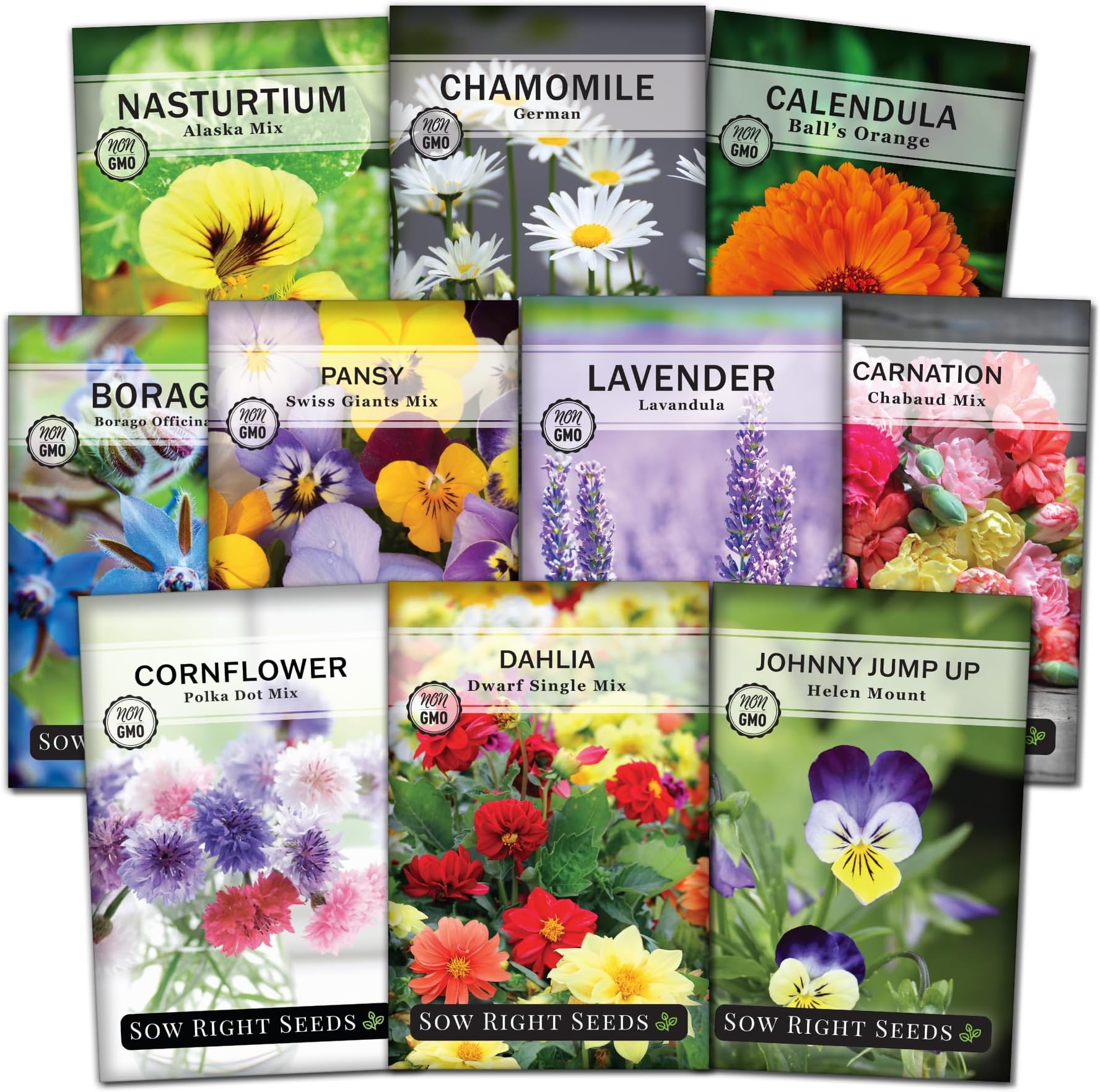 Amazon.com : Sow Right Seeds - Large Flower Seed Collection - Coleus ...