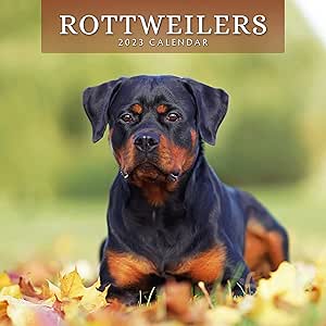 Amazon.com: 2023 Rottweilers Monthly Wall Calendar by Red Robin ...