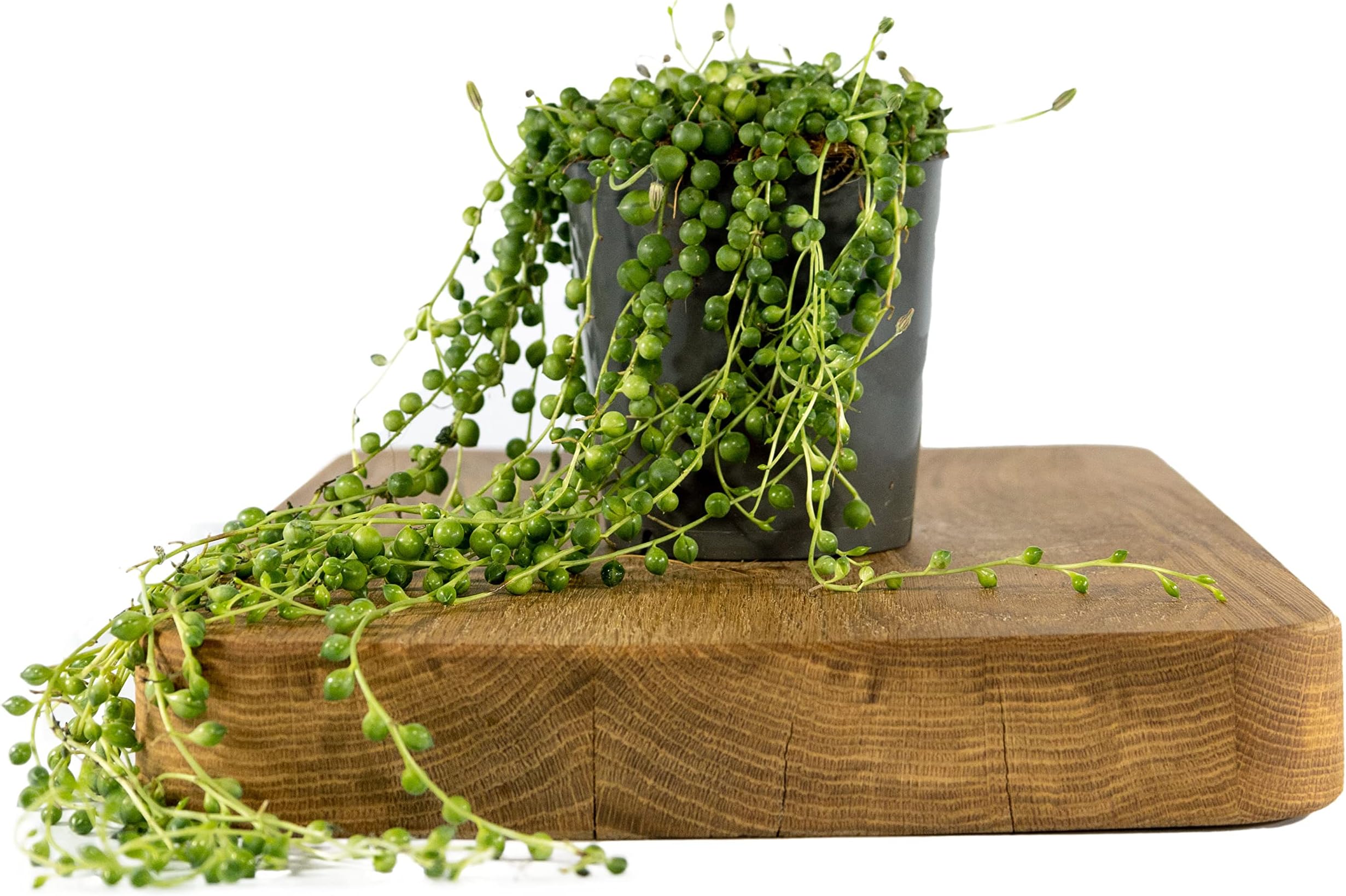 You Garden - House Plant String of Beads, Senecio herreanus, Tropical ...