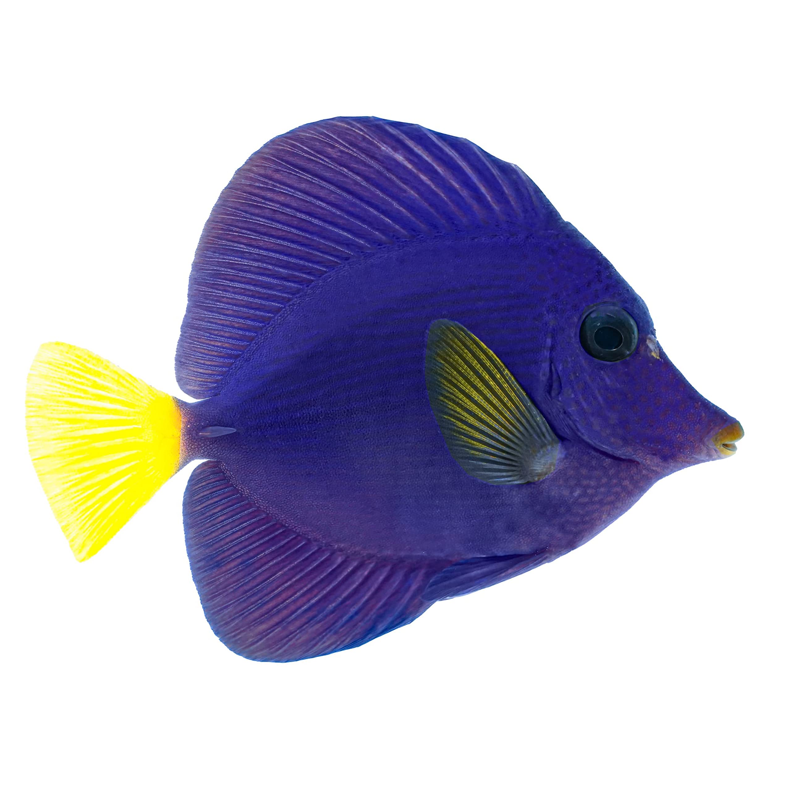 Purple Tang Fish