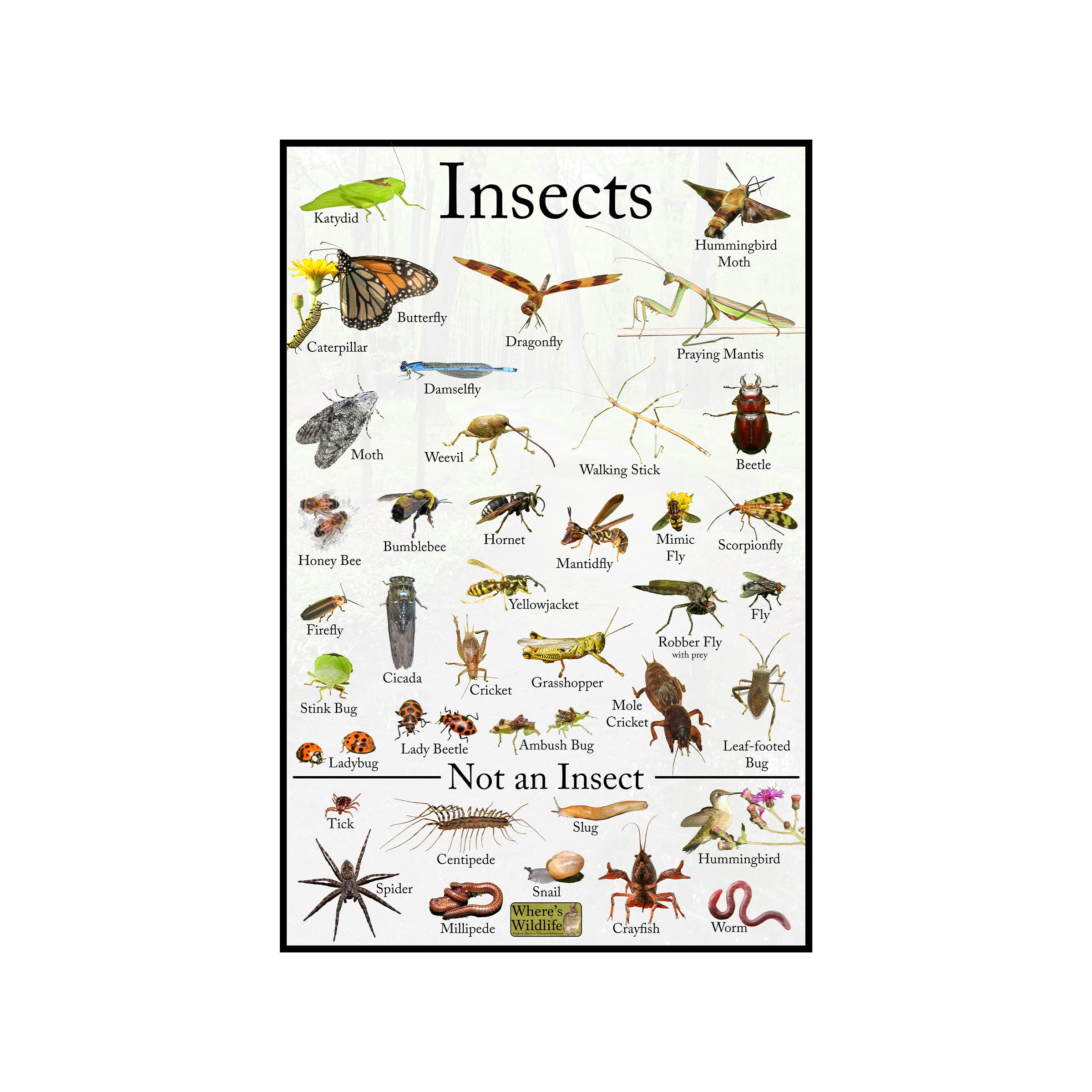 Mapa Imprimible De Los Insectos De Estados Unidos