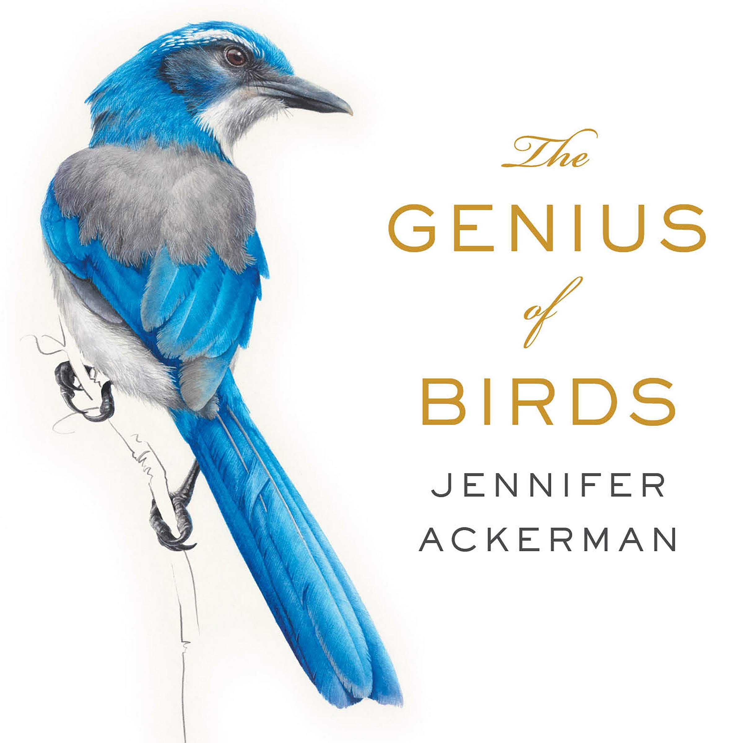The Genius of Birds: Jennifer Ackerman: 9781665150217: Amazon.com: Books