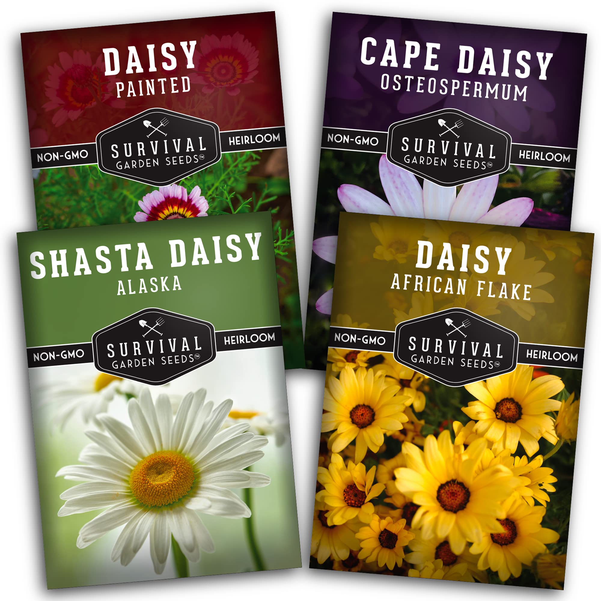 Amazon.com : Daisy Seed Collection for Planting - 4 Packets - African ...