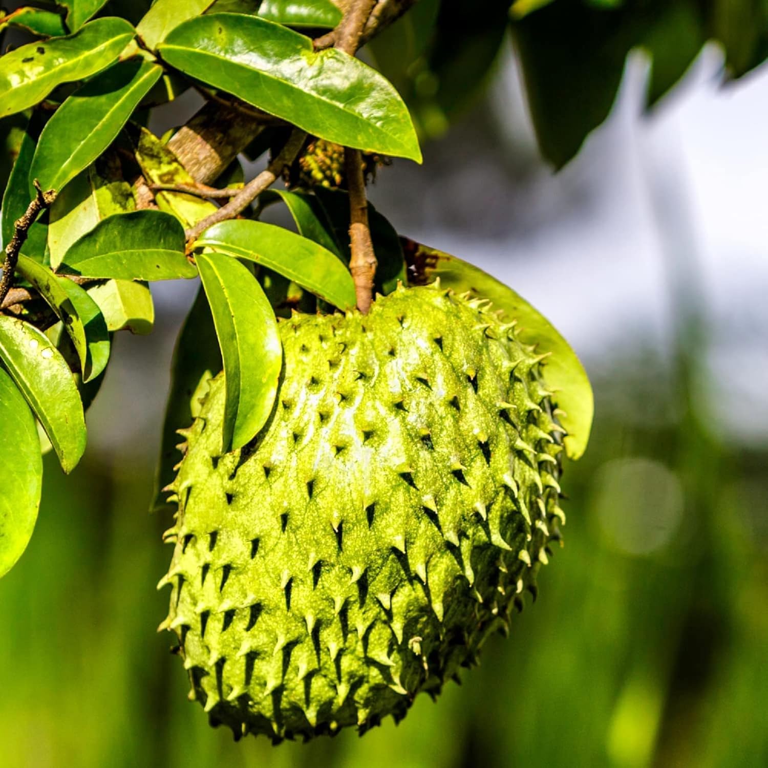 Amazon.com : CHUXAY GARDEN Giant Soursop Seed 35 Seeds Annona Muricata Fruit Sweet Juicy Healthy ...