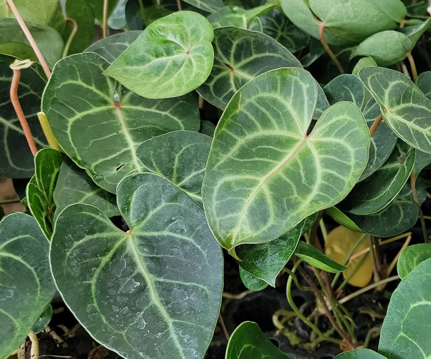 Amazon.com : Anthurium clarinervium in 3 inch Nursery Plant Pot Live ...