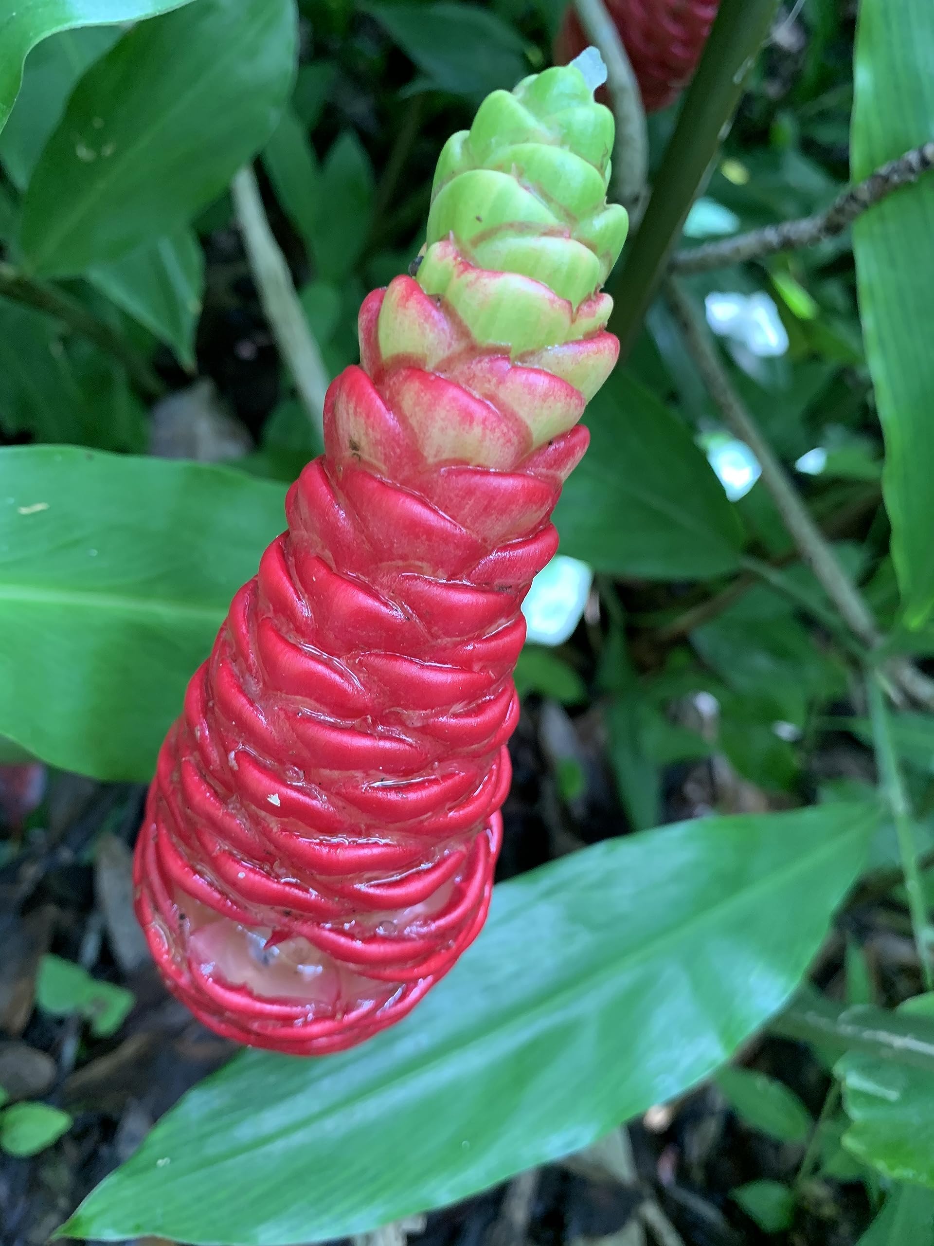 Amazon.com : Shampoo Ginger Plant (2) : Patio, Lawn & Garden