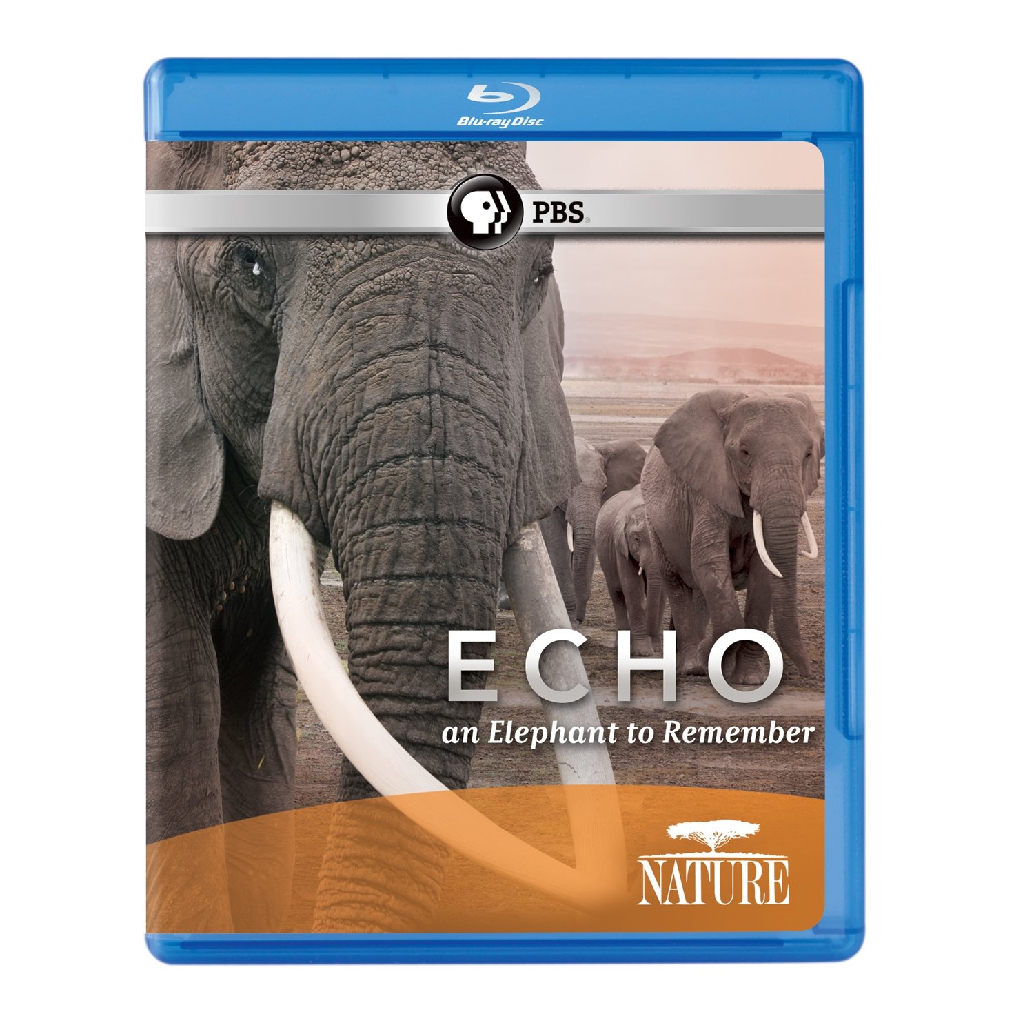 Amazon.com: Echo: An Elephant to Remember : Chris Morgan, Mike Birkhead ...