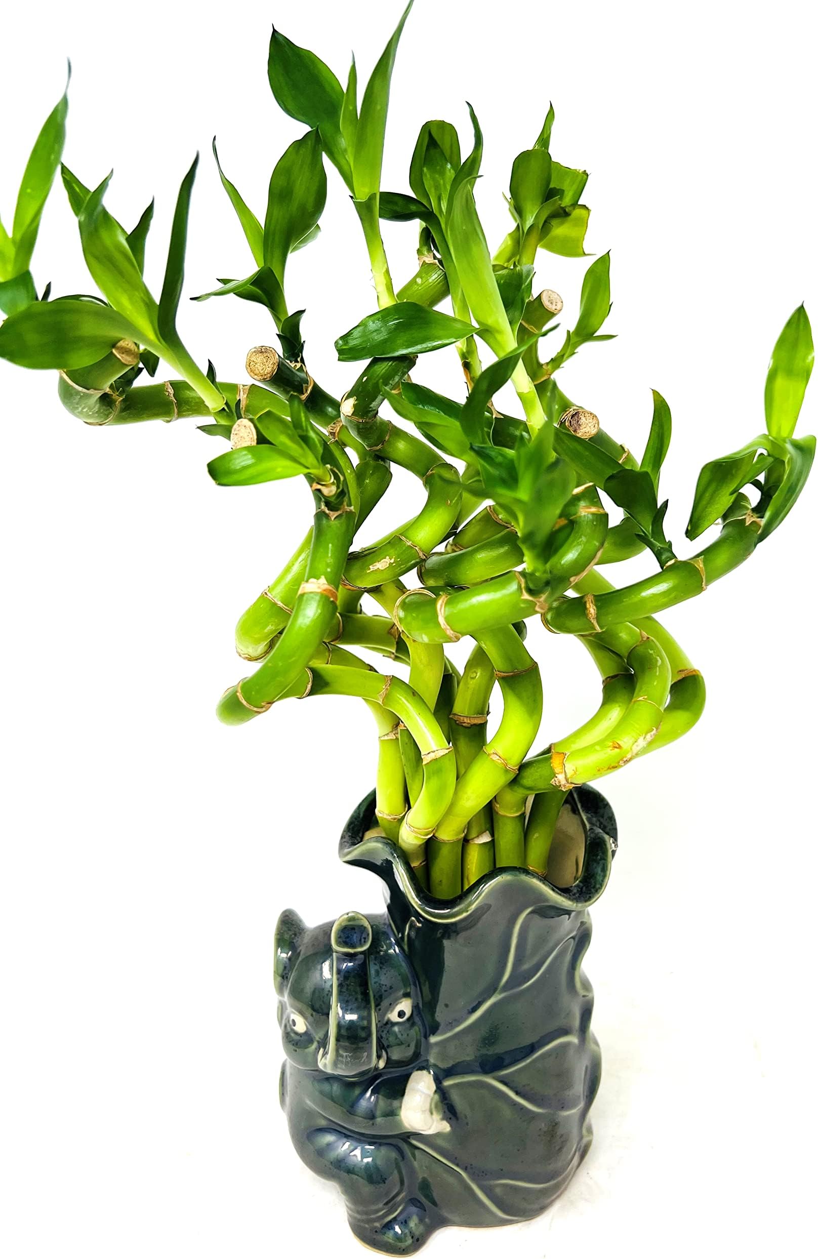 Amazon.com: 3 Tier Lucky Bamboo (Total +/- 38 Stalks) Comes Built with ...