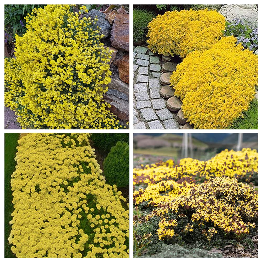 Creeping Thyme Pathway