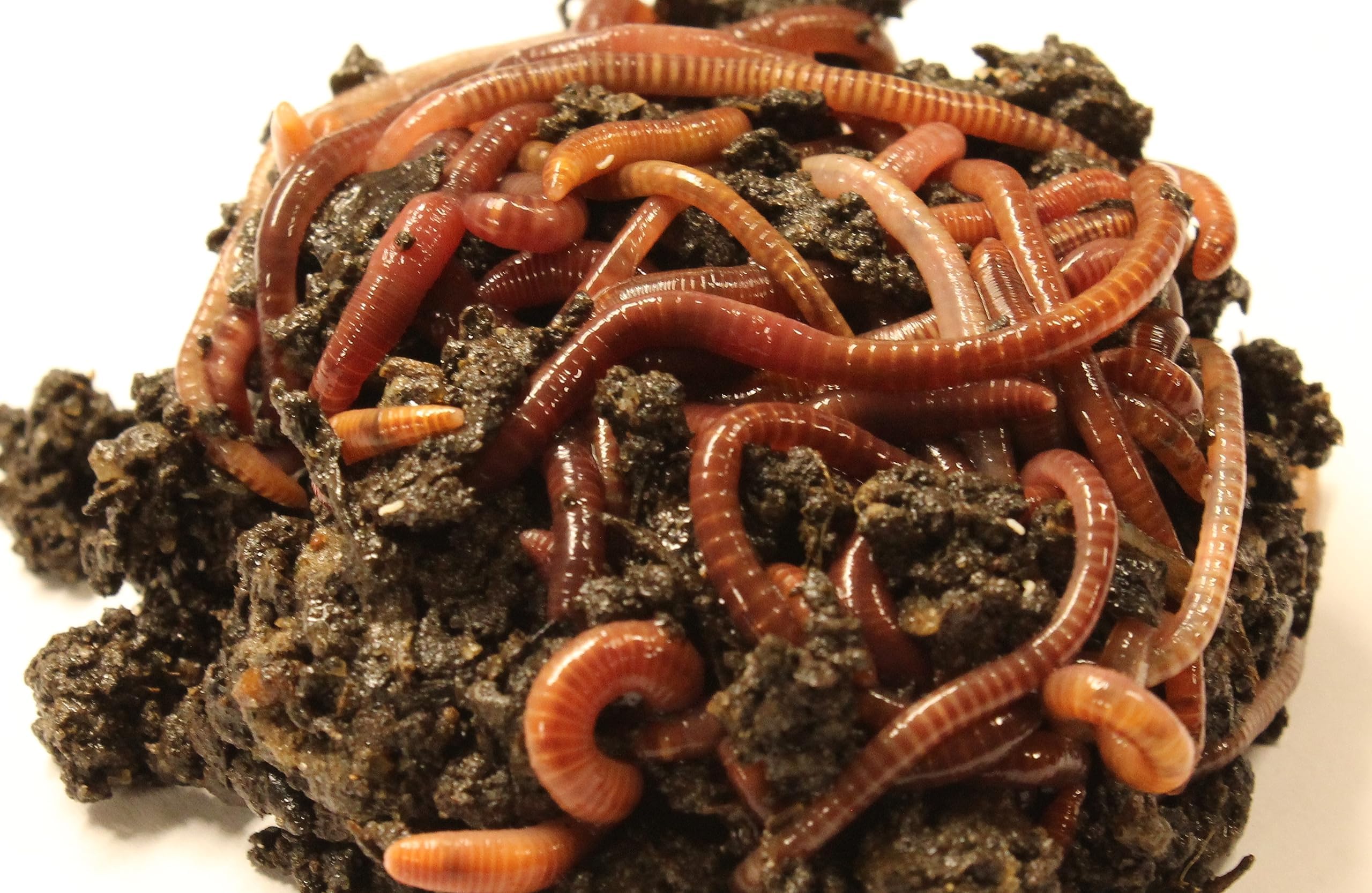 Urbalive Beetkomposter für Wurmkompost 12L - Garten unterirdisch ...