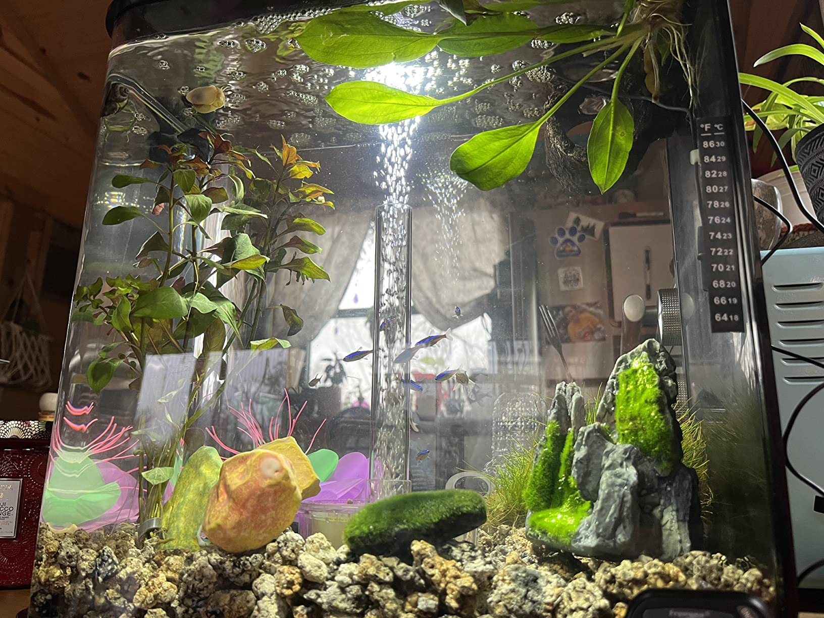 $32/mo - Finance biOrb Flow 30 Acrylic 8-Gallon Aquarium with White LED ...