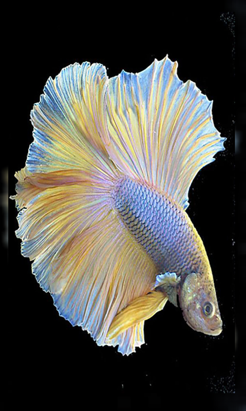 4K Betta Fish Wallpaper - App on Amazon Appstore