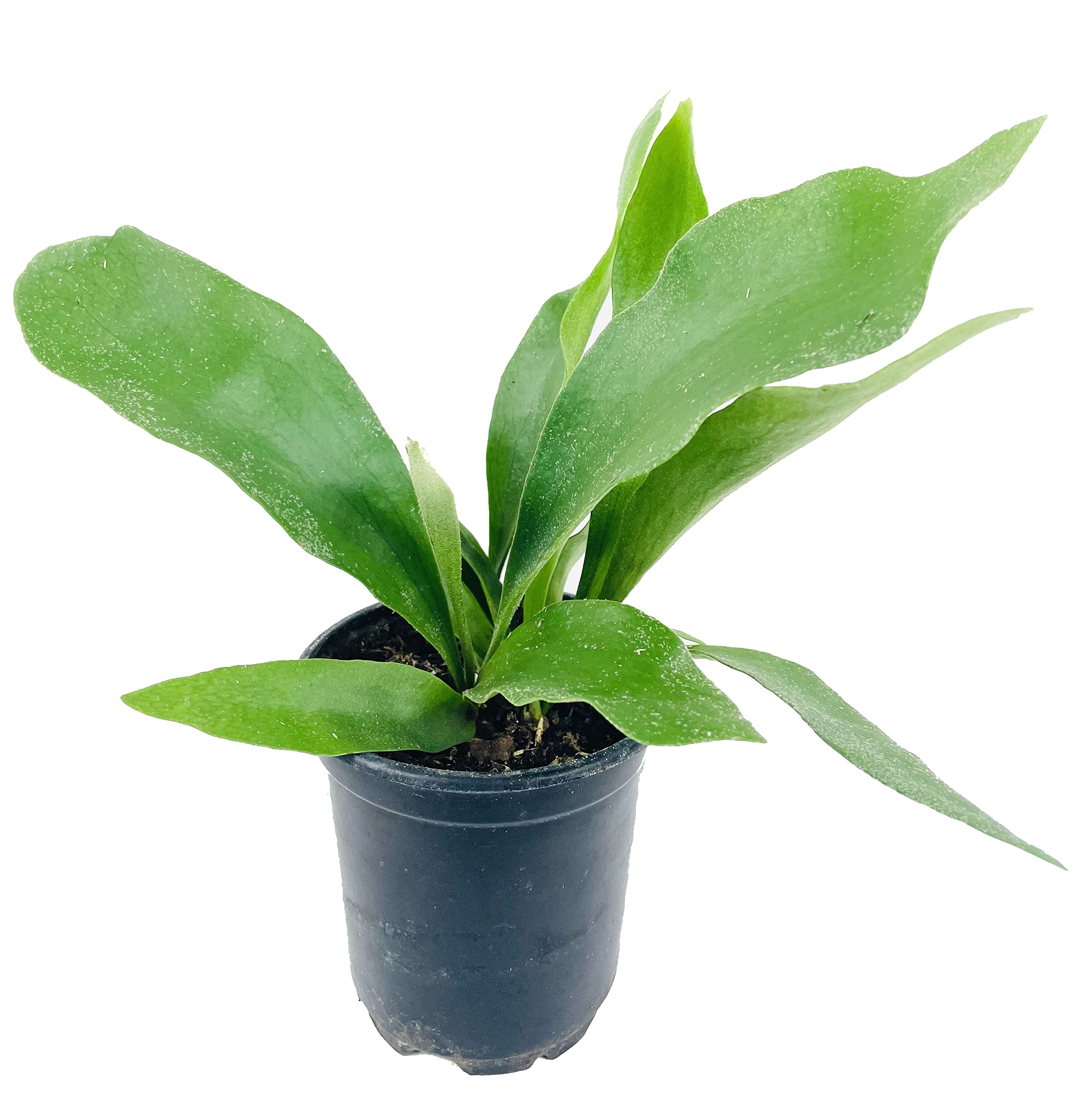 Buy Staghorn Fern - 5 Live s in 4 Inch Pots - Platycerium Bifurcatum ...