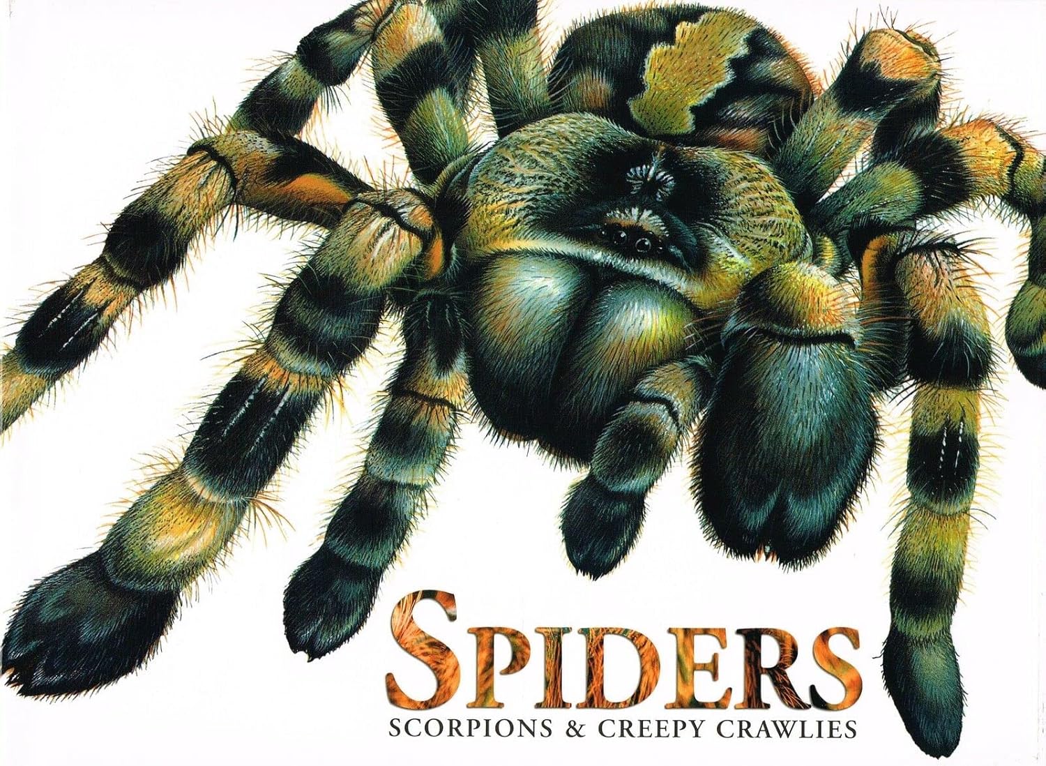 Spiders Scorpions & Creepy Crawlies: Martin, Claudia: 9781782740452 ...
