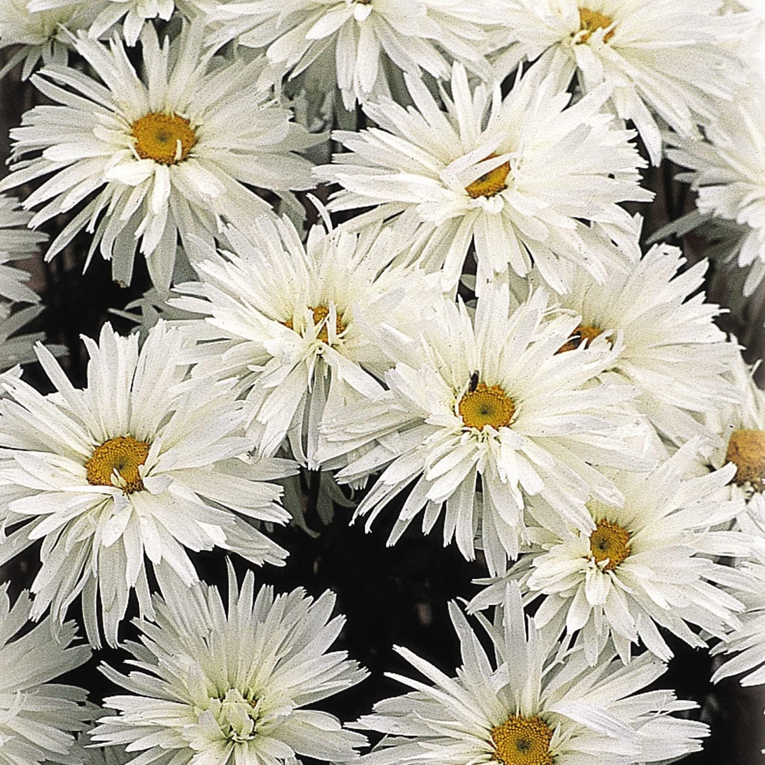 Leucanthemum x superbum Shasta Daisy Plant 'Crazy Daisy' Chrysanthemum ...