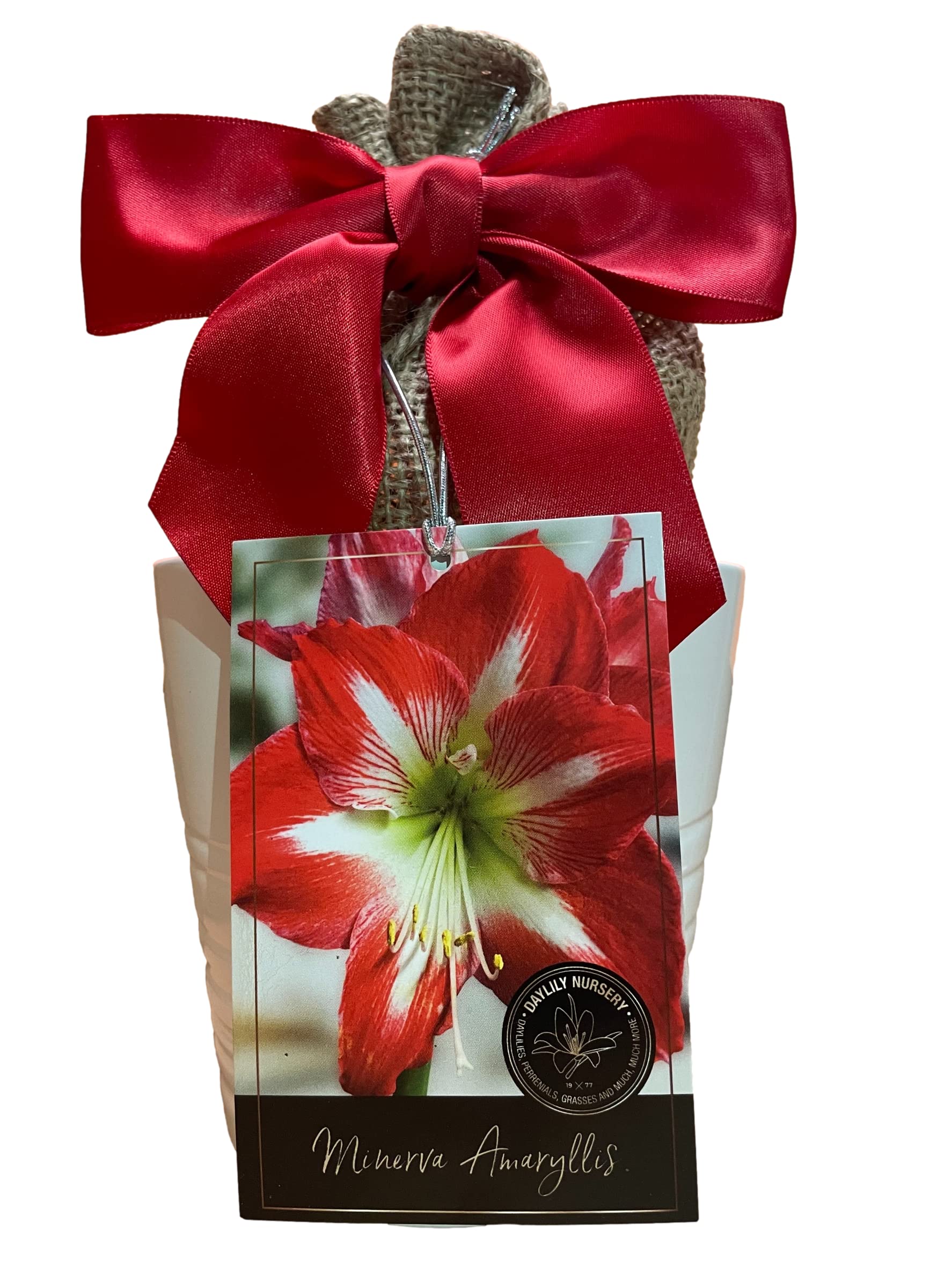 Amazon.com : Amaryllis Holiday Growing Kit, Includes an Attractive ...