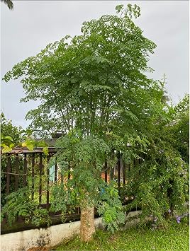 Amazon.com : Moringa Tree Live Plant, Malunggay 6 to 8 Inc Tall Moringa ...
