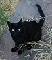 Decoding Your Cat: The Ultimate Experts Explain Common Cat Behaviors ...