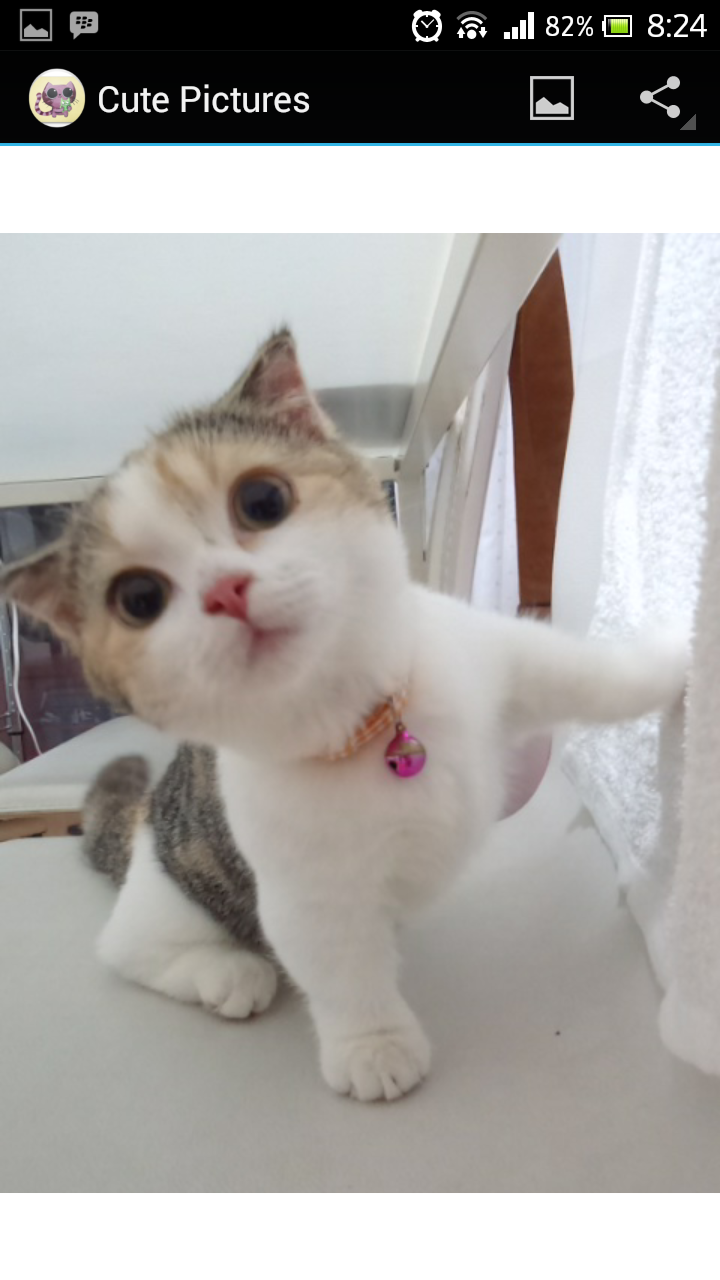 Meowie - Cute Cat Wallpapers - App on Amazon Appstore