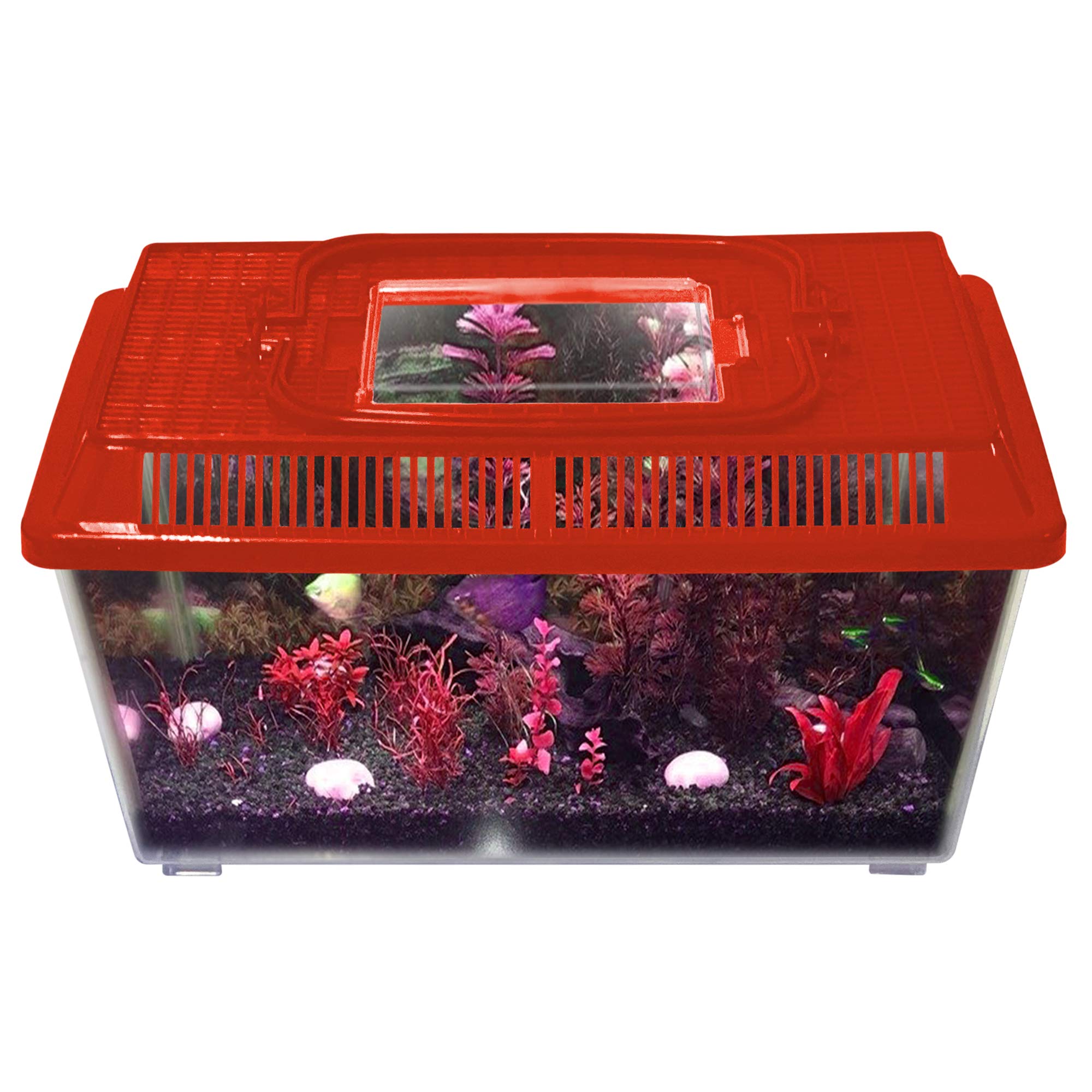 Innova Plastic Transparent Red 1.2L Terrarium Box, Container Aquarium ...