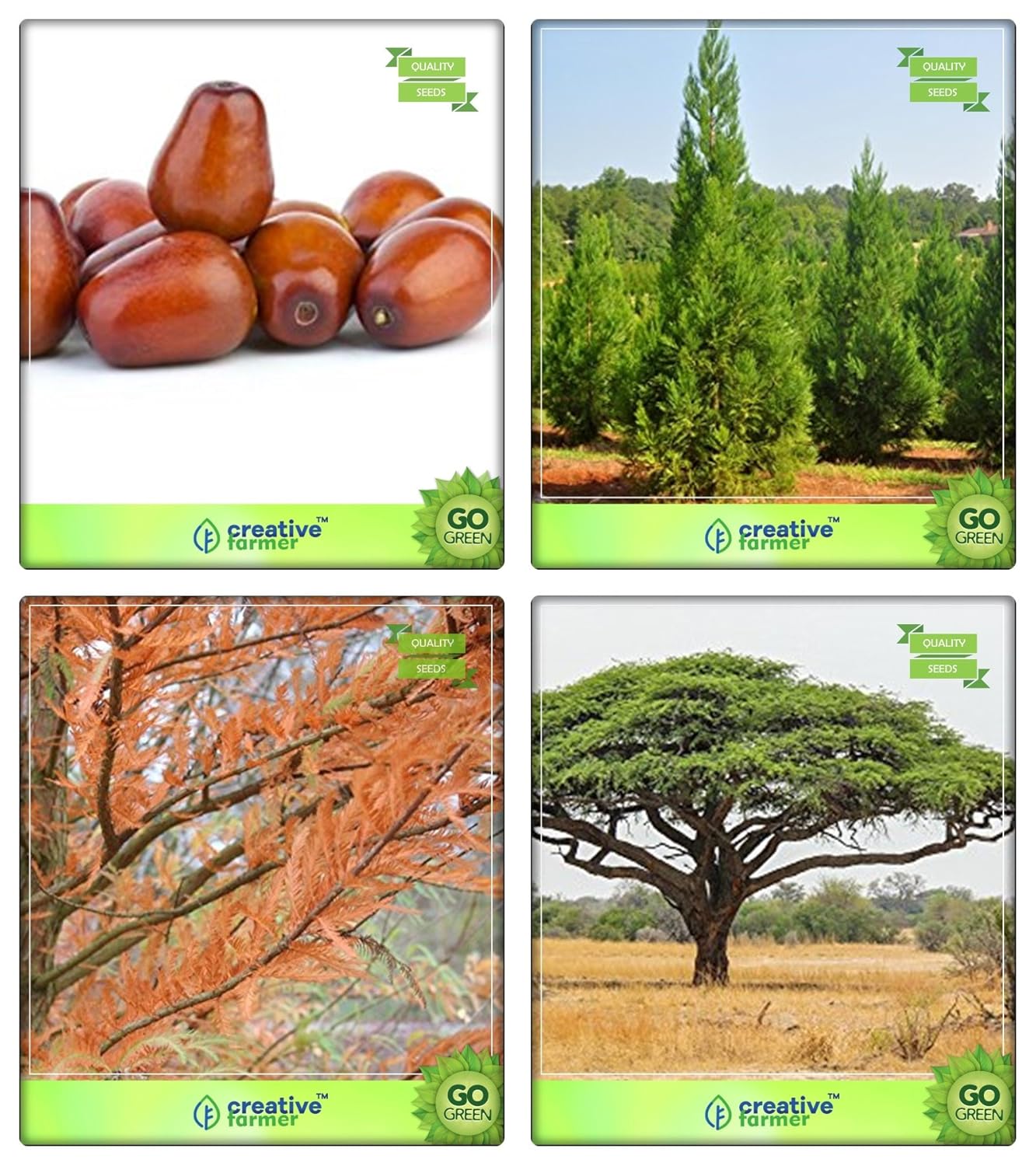 Creative Farmer Tree Seeds For All Season India Plum,Japanese Cedar ...