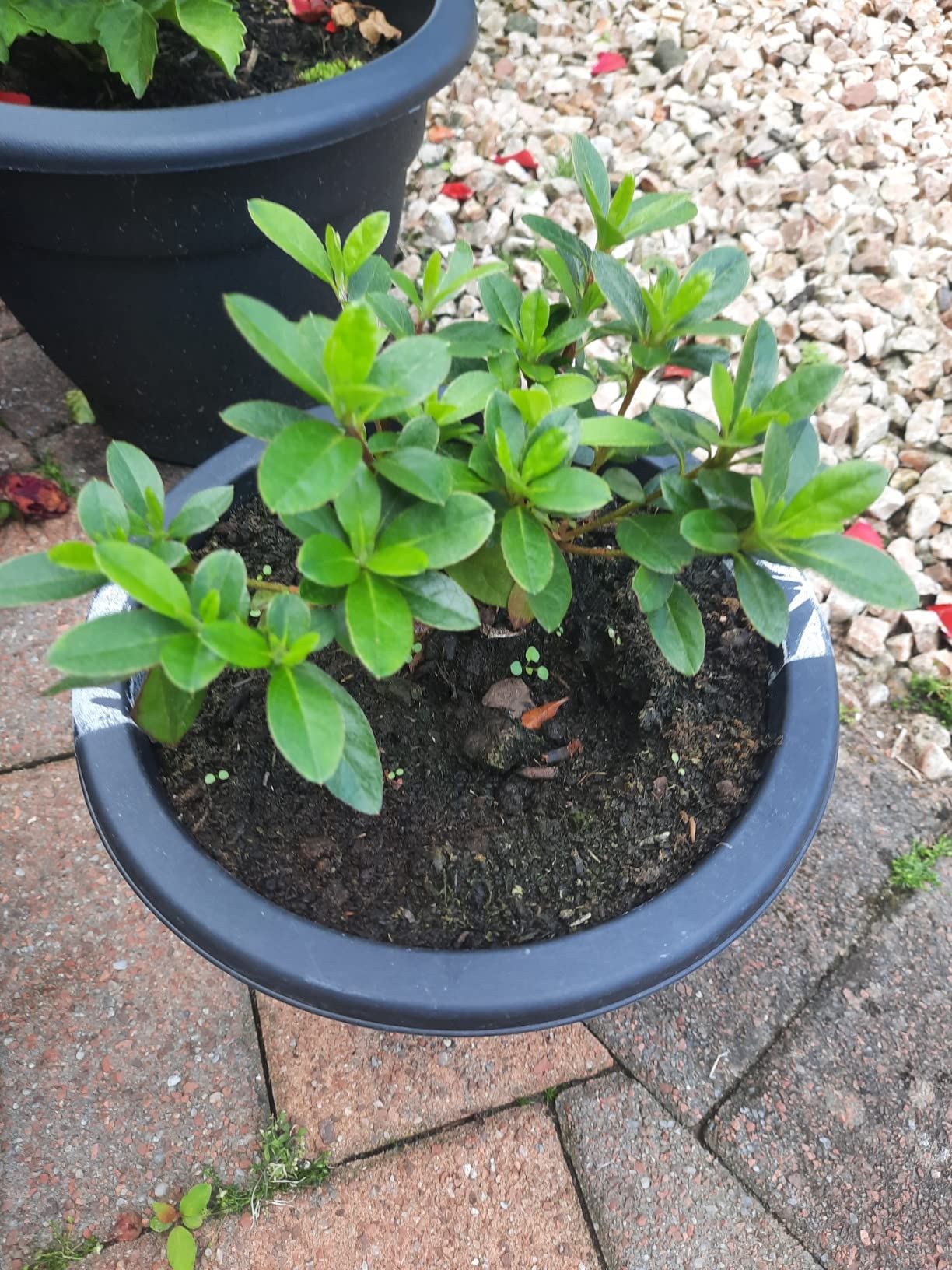 1 X Azalea 'Orange Beauty' Japanese Evergreen Shrub Hardy Plant in Pot ...