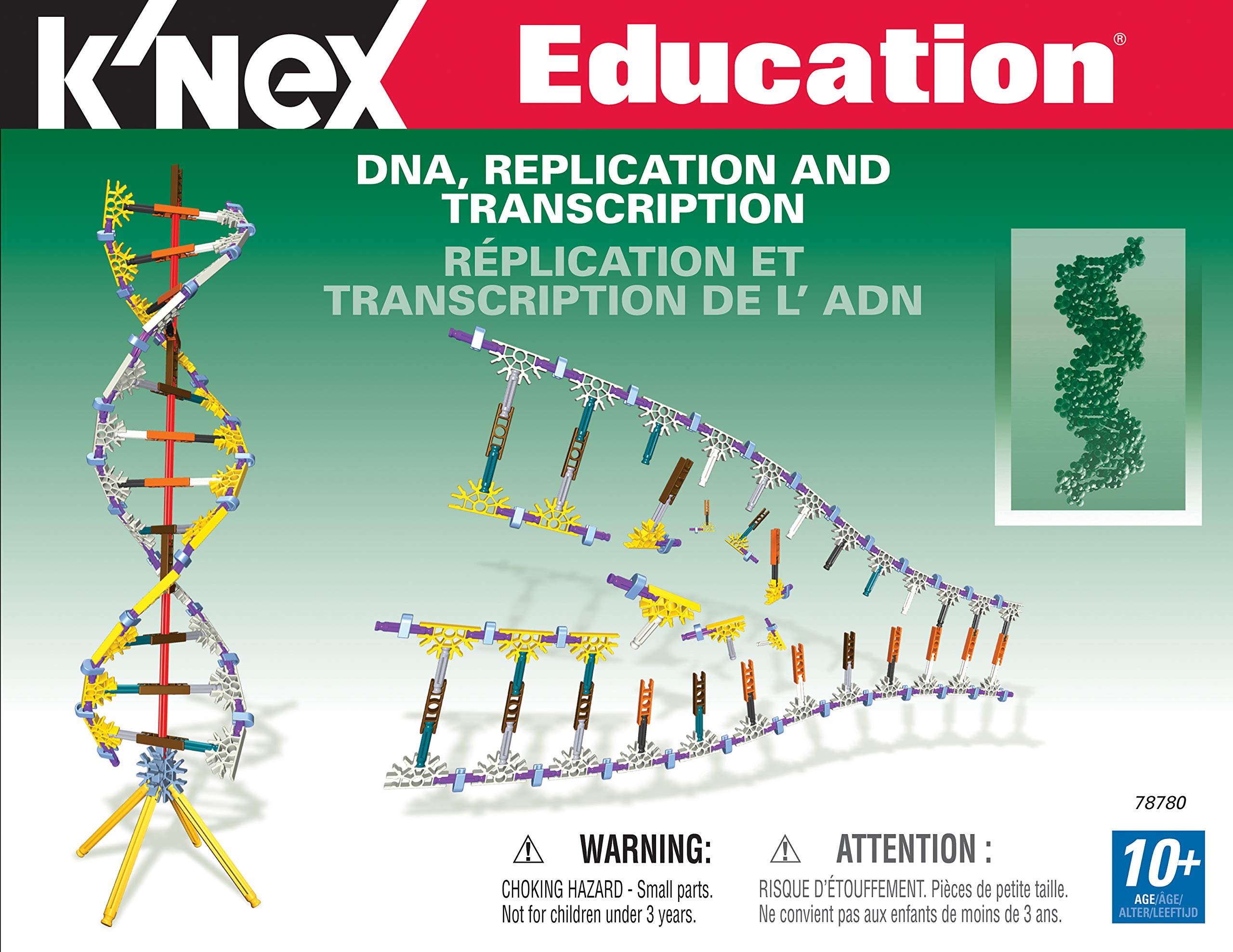 Dna Replication Steps For Kids DNA Replication (Updated) YouTube