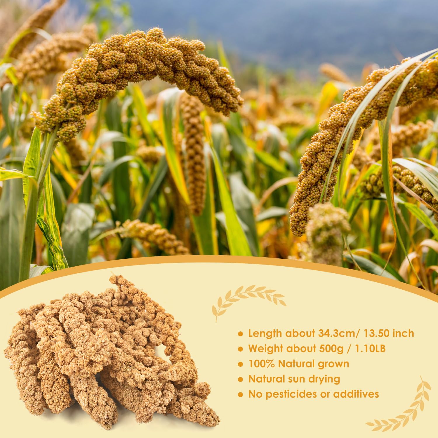 Snapklik.com : Spray Millet Treats, Natural Sun-Dried Bird Millet ...