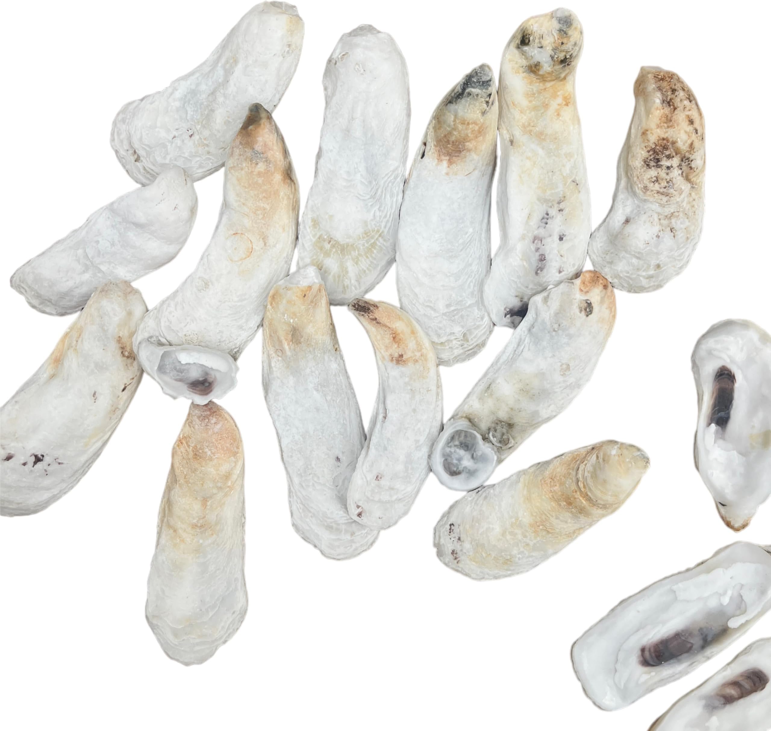 Amazon.com: Tumbler Home Oyster Shells, 3" - 4" inch Large Oyster ...