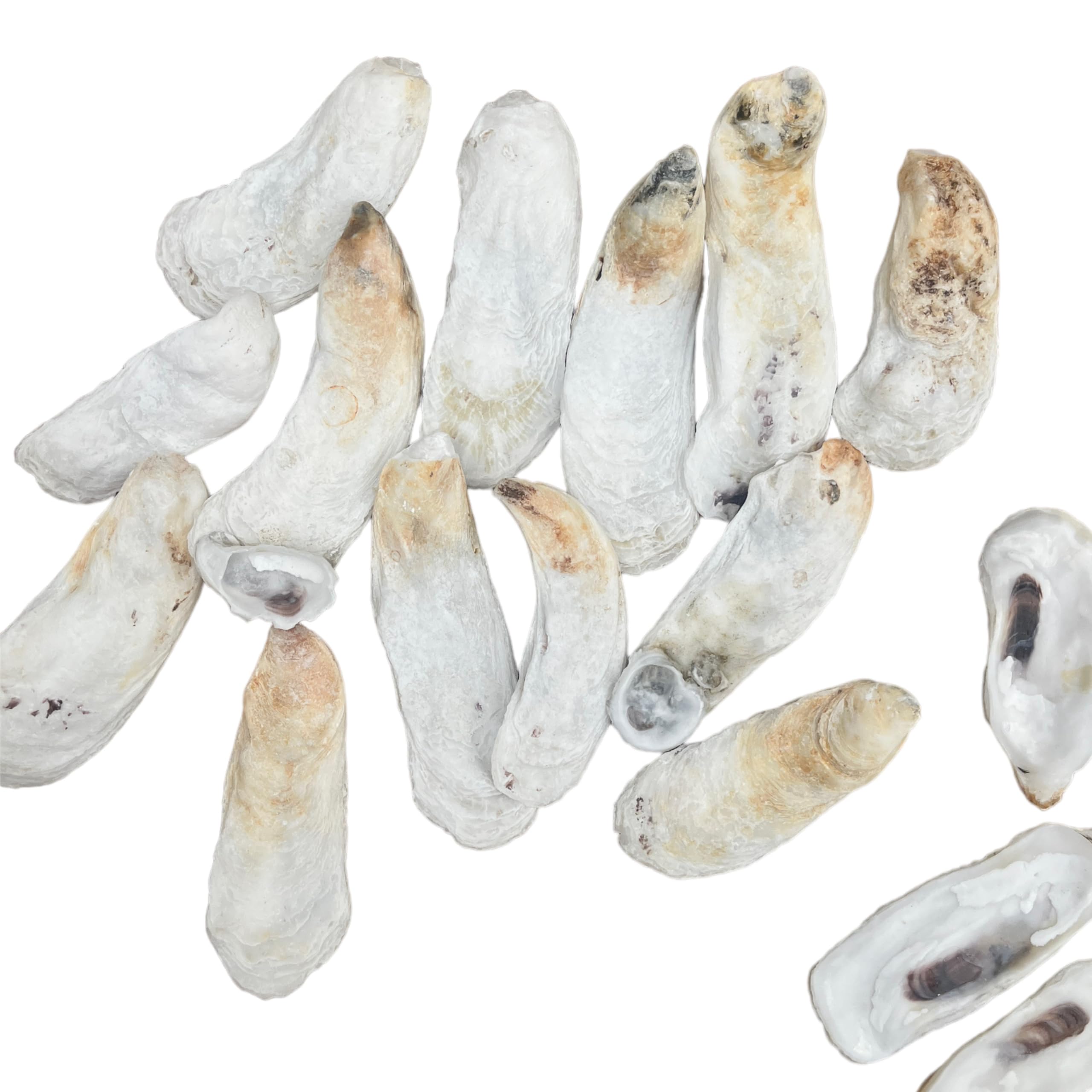 Amazon.com: Thin Tall Flat or Long Flat Oyster Shells (25 Shells 2"-5 ...