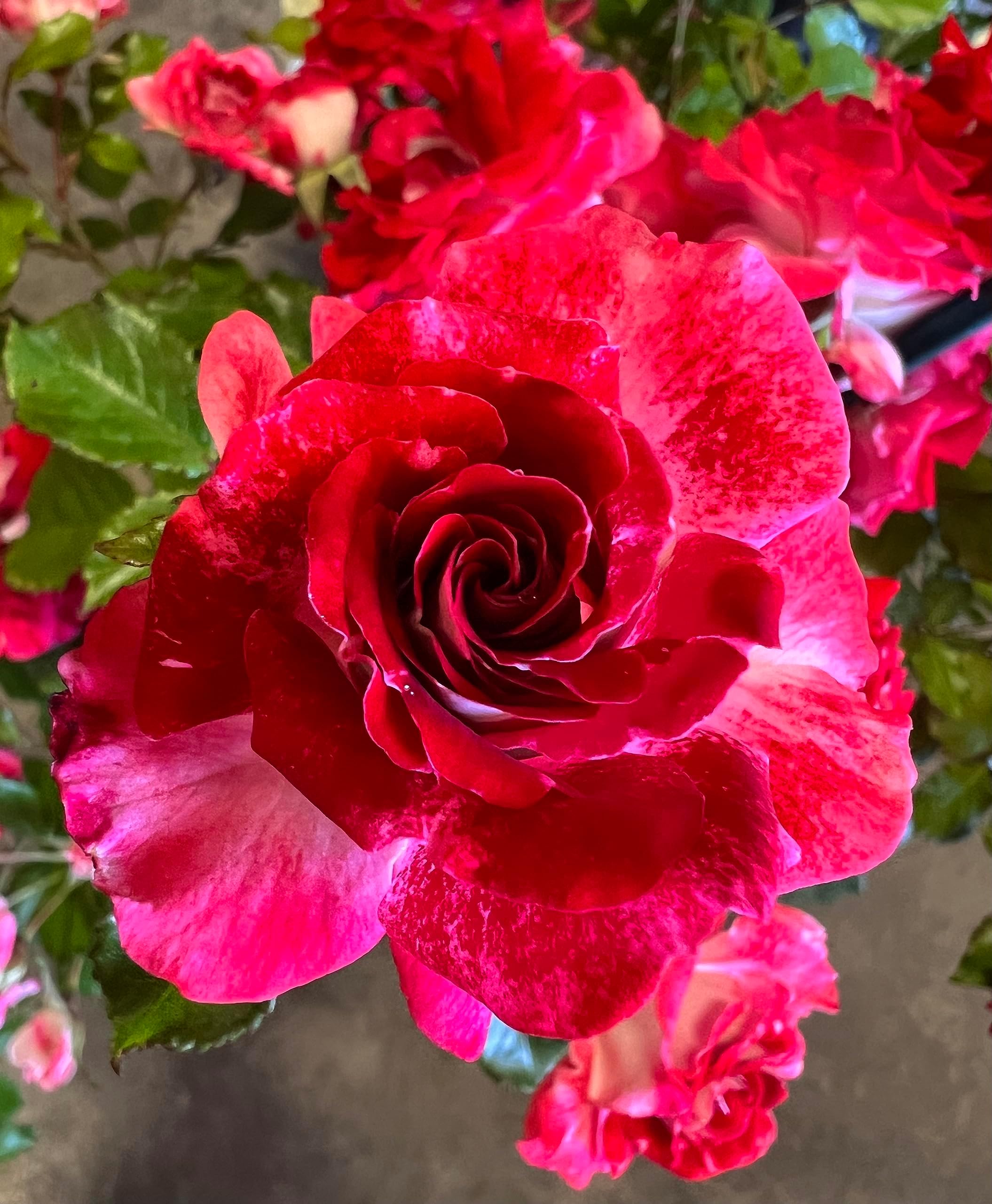 'Mum in a Million' Potted Rose - Large Deep Pink Fragrant Blooms ...
