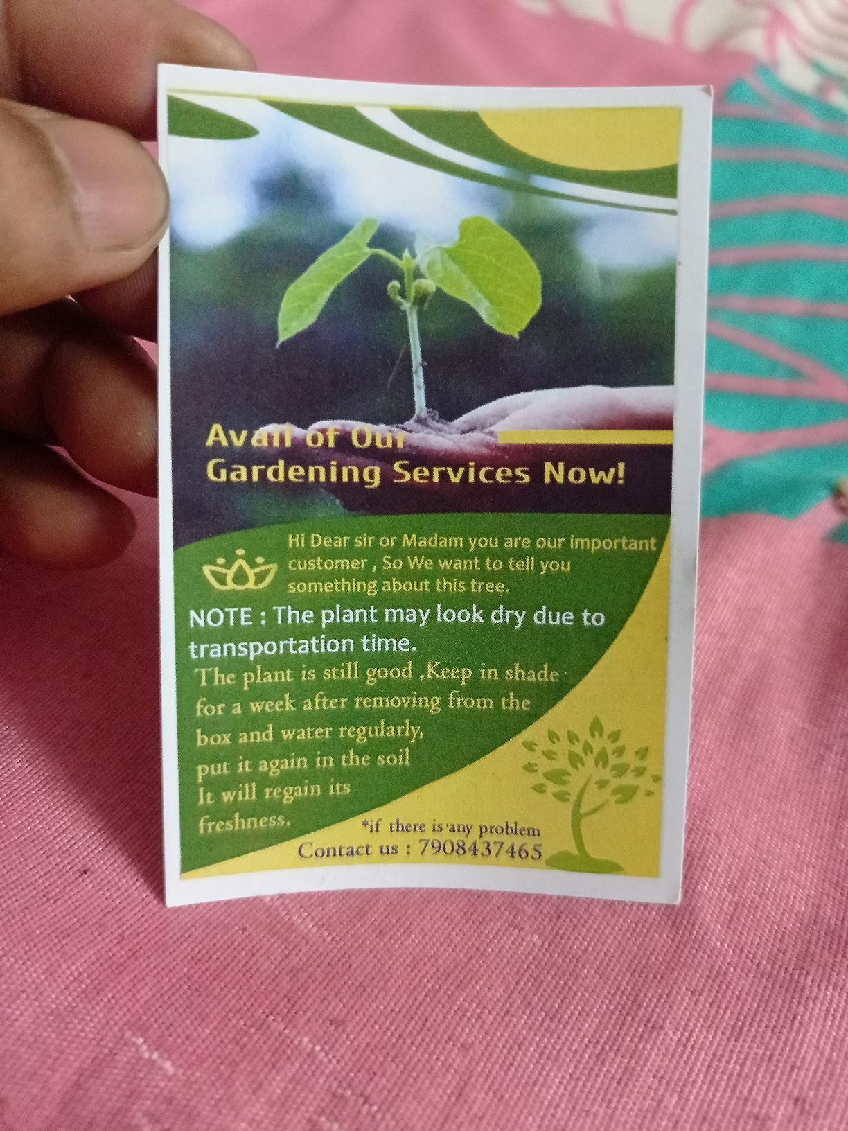 RISHIKA PLANT HOUSE Amrapali Mango (GRAFTED) Ambba,Aam Healthy Live ...