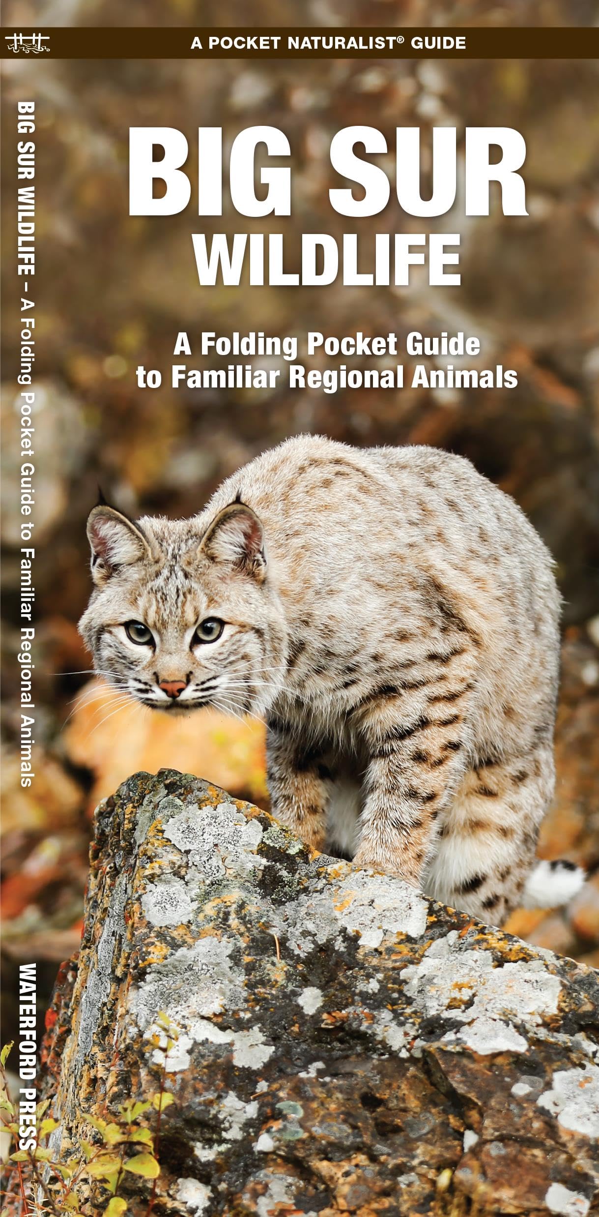 Big Sur Wildlife: A Folding Pocket Guide to Familiar Regional Animals ...