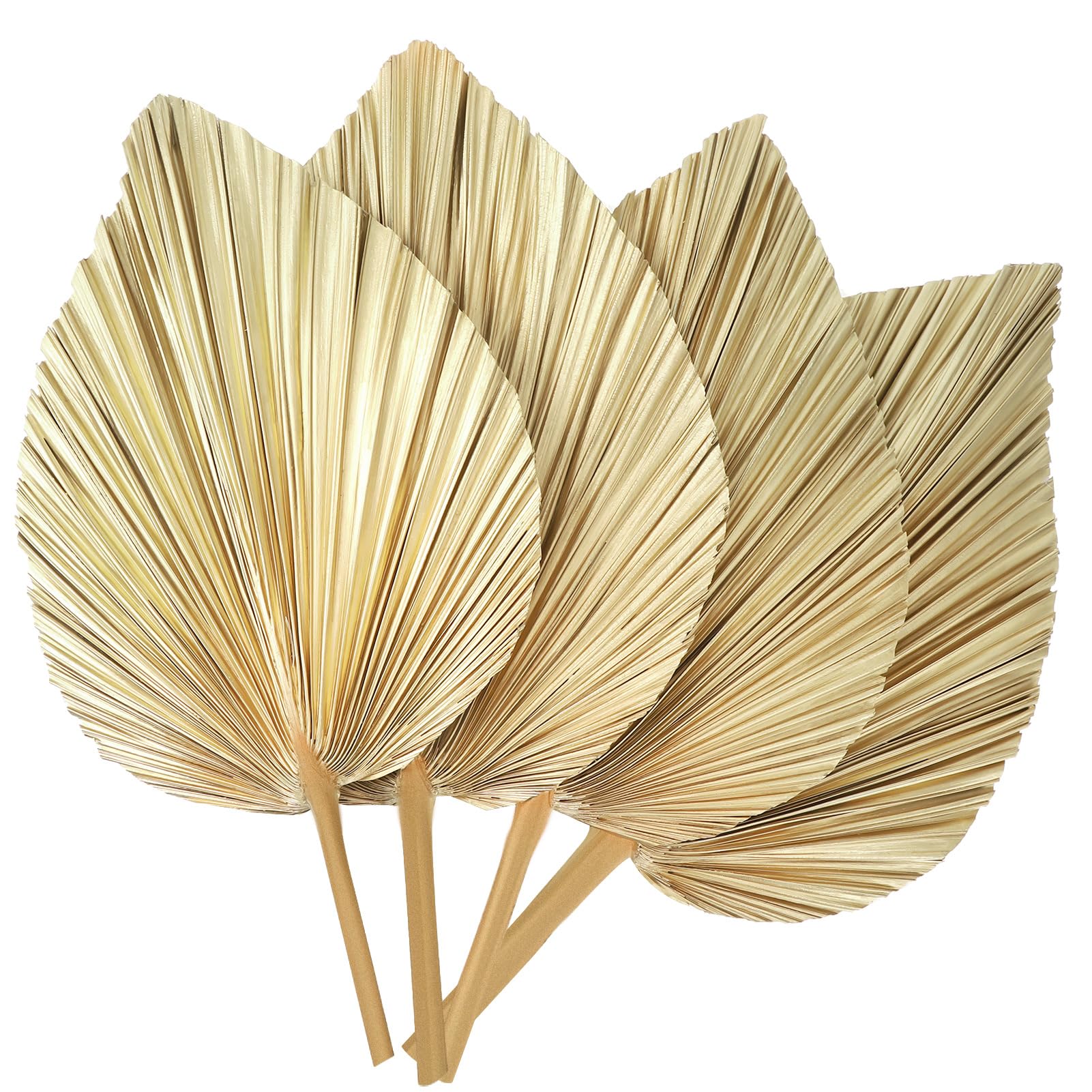 Amazon.com: 4 Pcs Large Dried Palm Leaves,Natural Boho Dried Palm ...