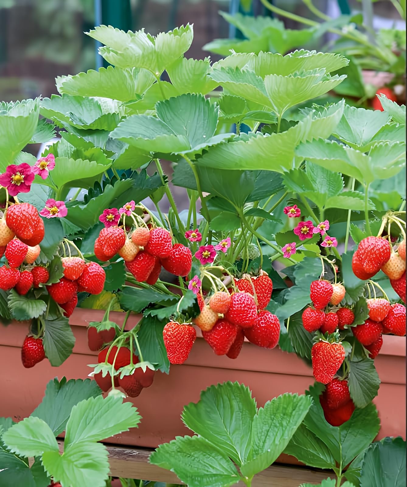 Strawberry Plant Image