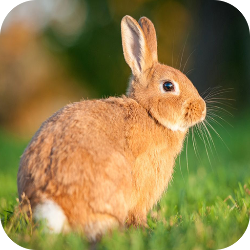 Rabbit 4K Wallpaper - App on Amazon Appstore