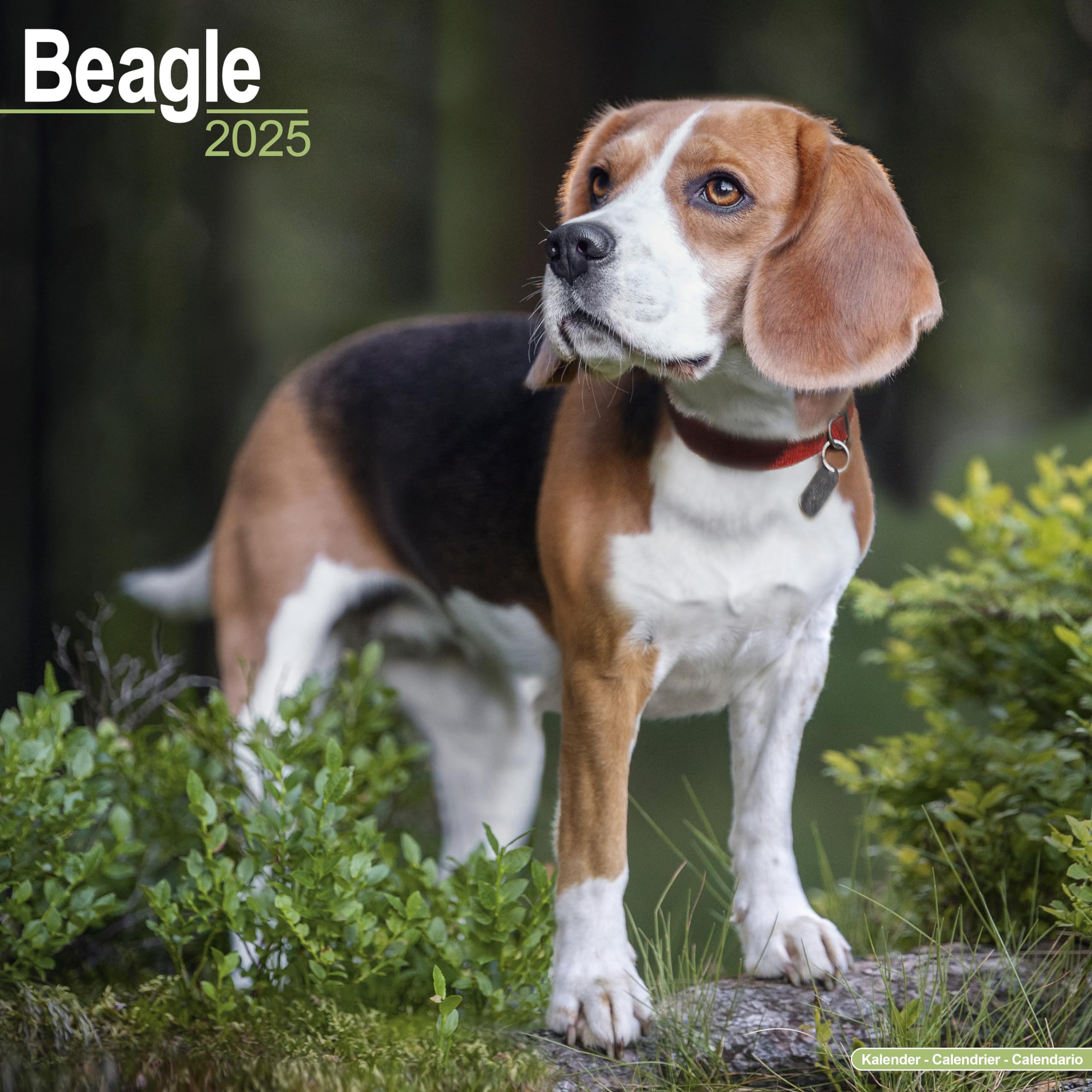 Beagle Calendar 2025 | Square Dog Breed Wall Calendar - 16 Month ...