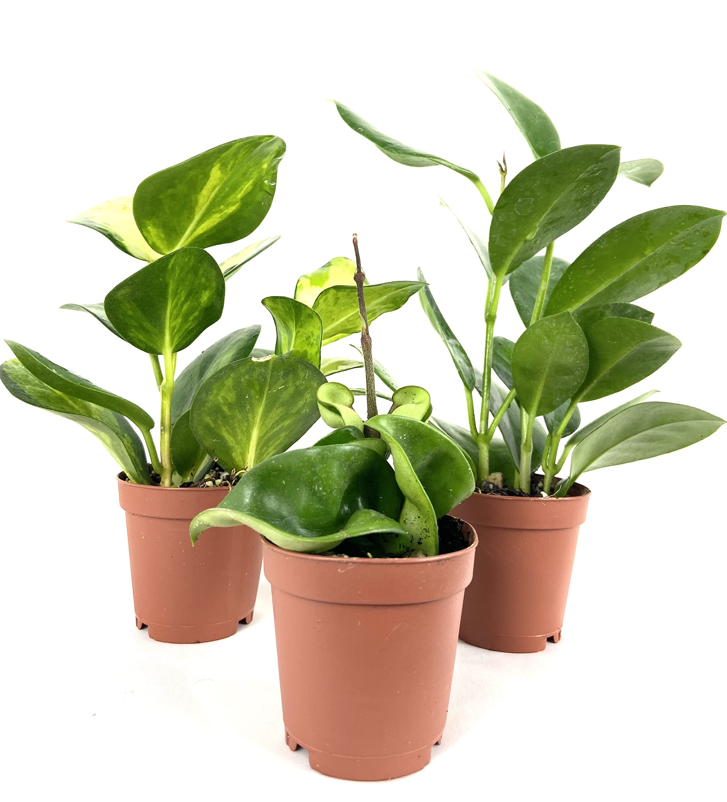 Amazon.com : Hoya Multipack - 3 Live Plants in 2 Inch Pots - Indoor ...