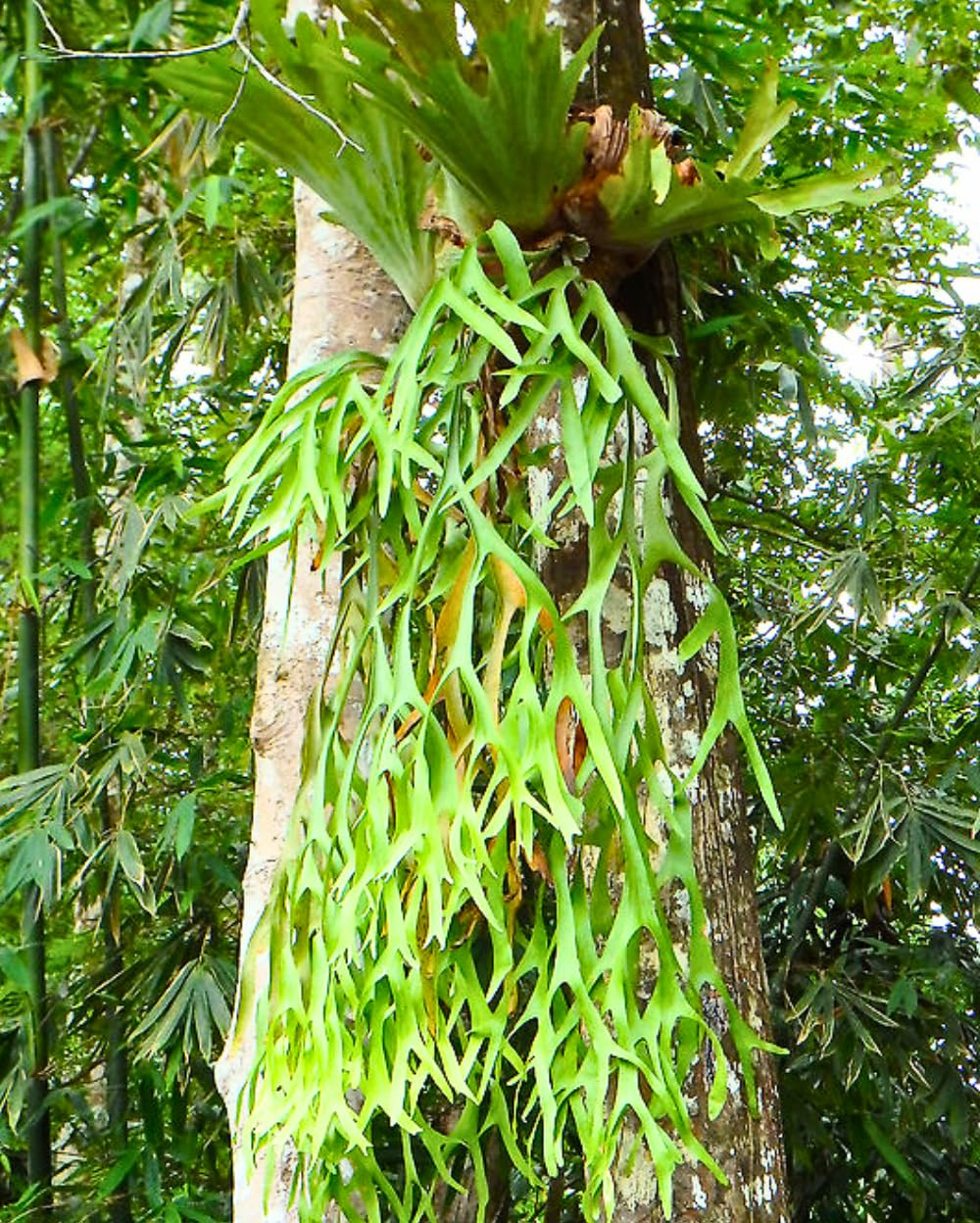 Divine Blossoms Imported Plant of Platycerium Coronarium Fern for Home ...